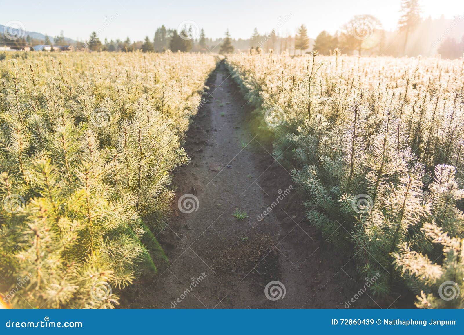 Young Pine Tree Seedling in the Garden in the Morning Light. Stock ...