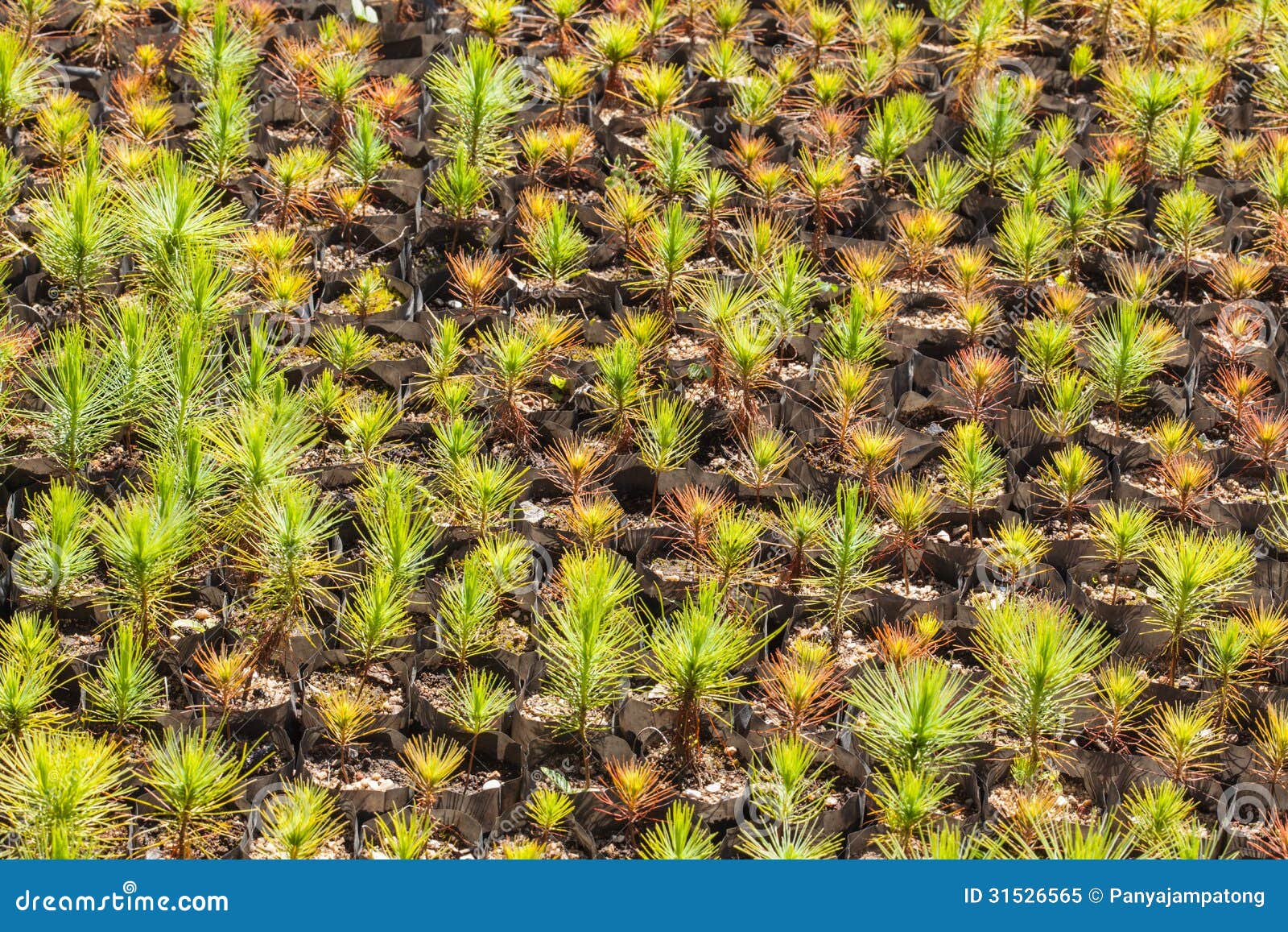 Young pine tree seedling stock image. Image of kidney - 31526565