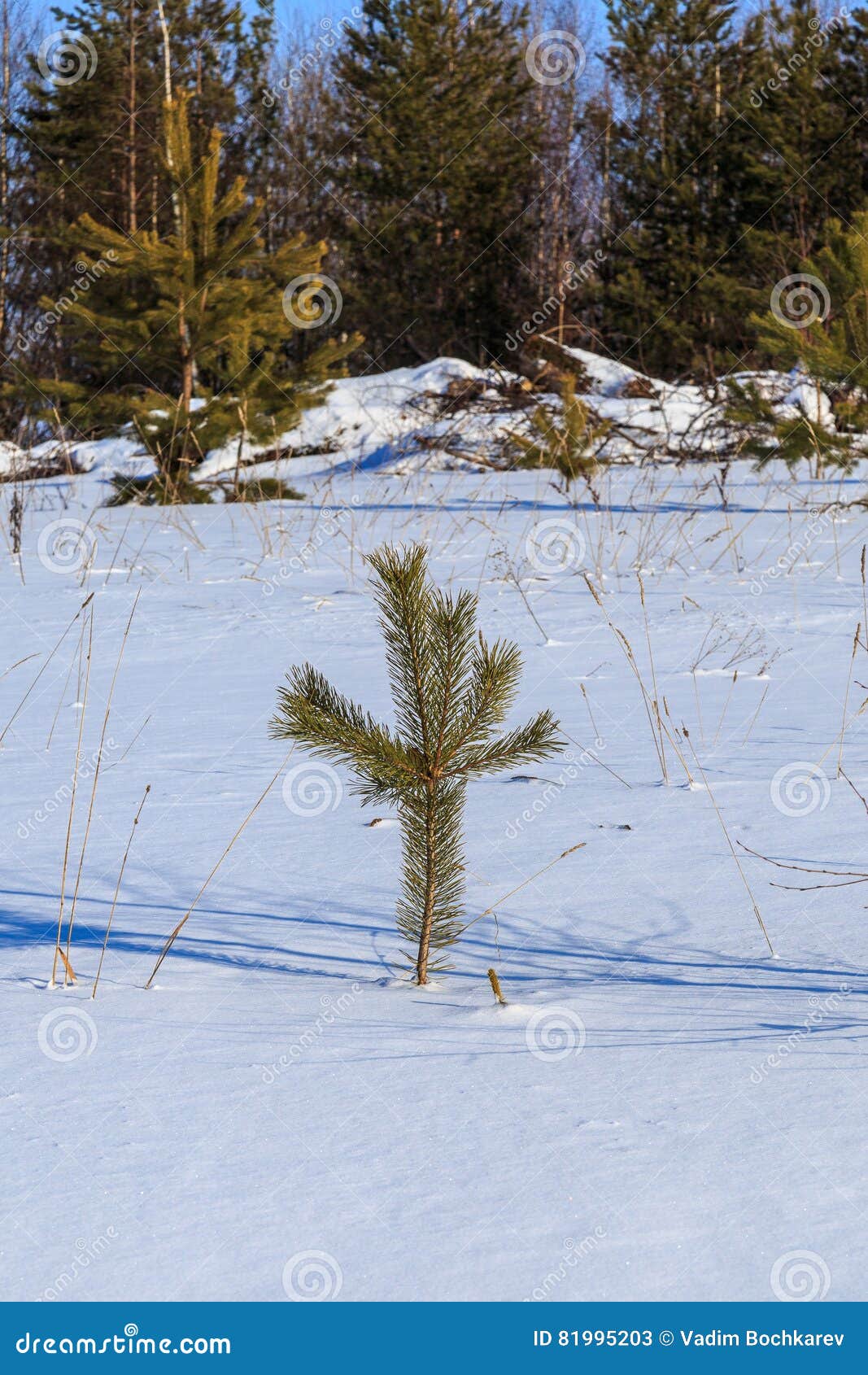Young Pine Tree in a Winter Field Stock Image - Image of wood ...