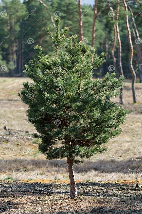 Young pine tree stock photo. Image of forest, nature - 303576968