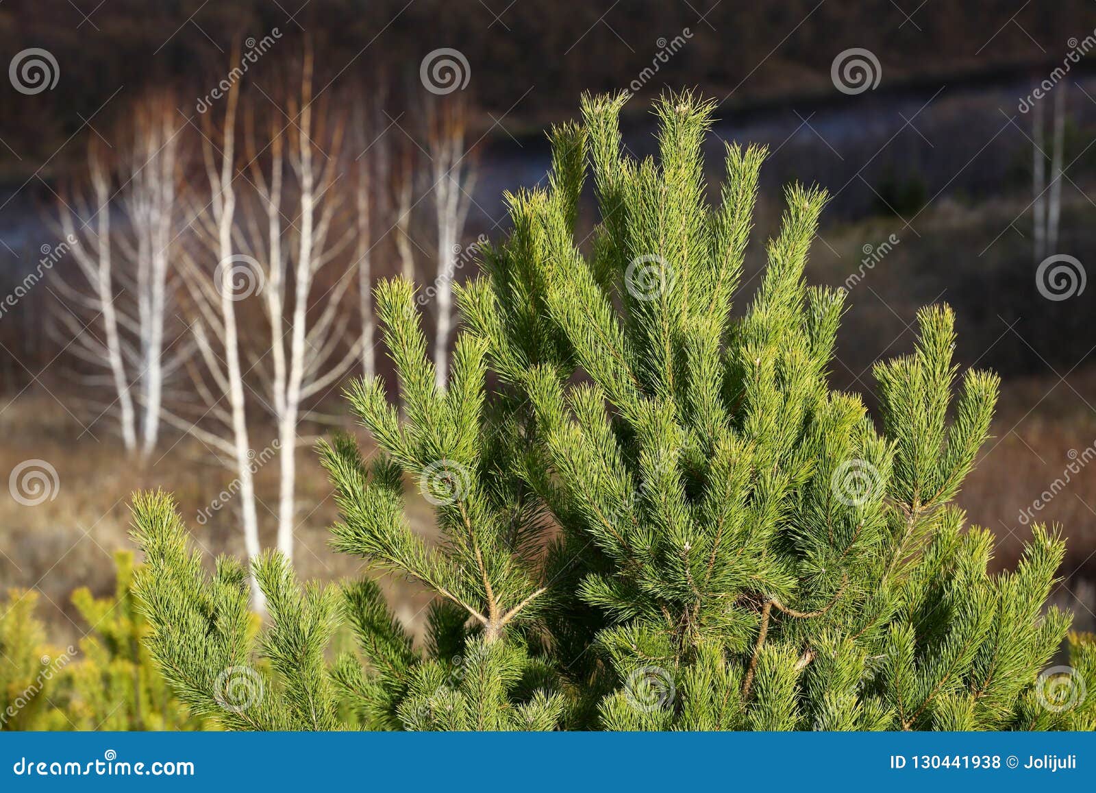 Young pine tree stock photo. Image of forest, trunk - 130441938