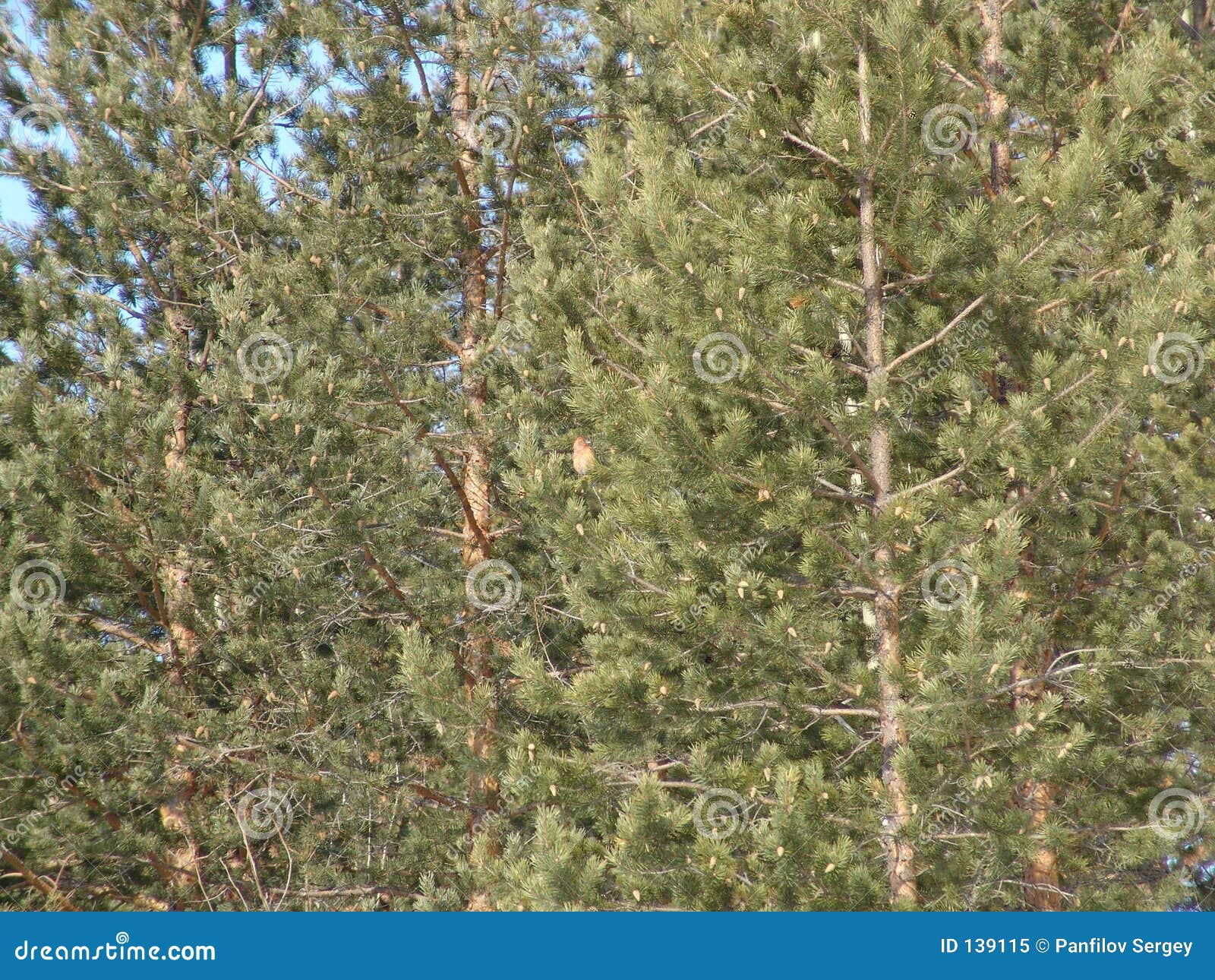 Young pine-trees stock image. Image of forest, plants, nature - 139115