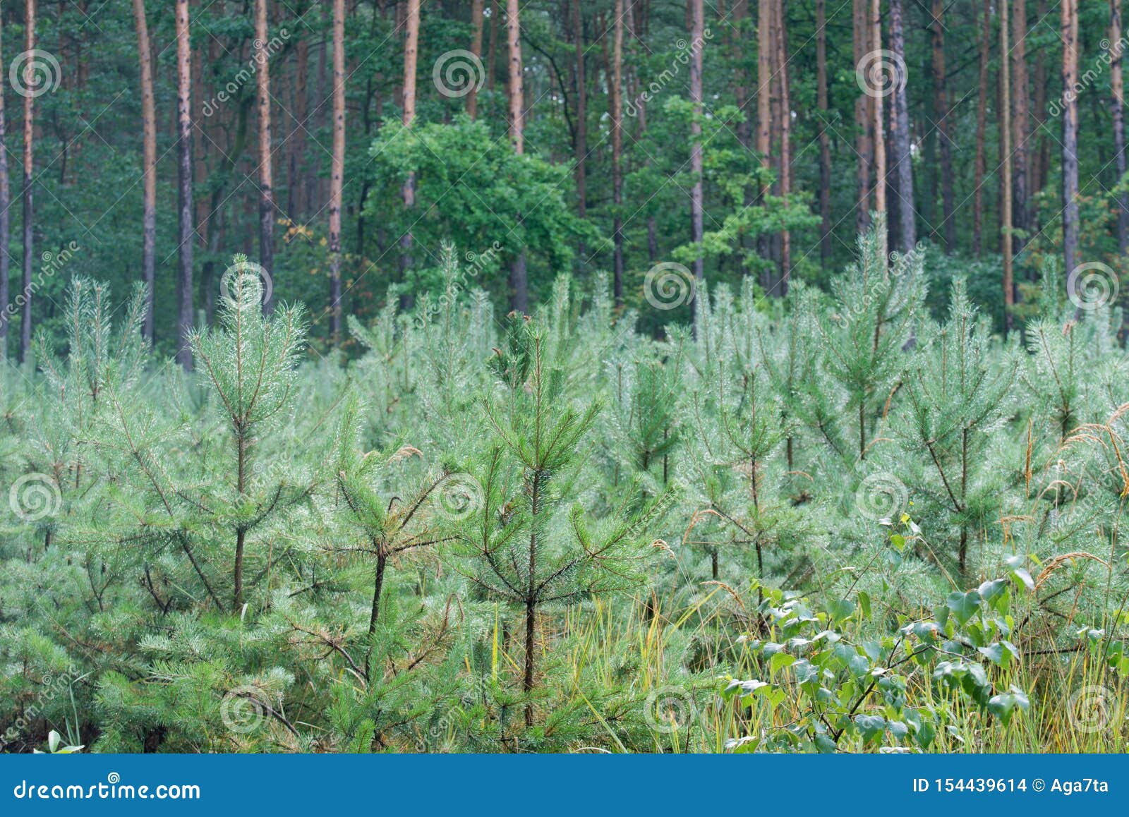 Young Pine Trees Plantation Stock Photo - Image of conifer, agriculture ...