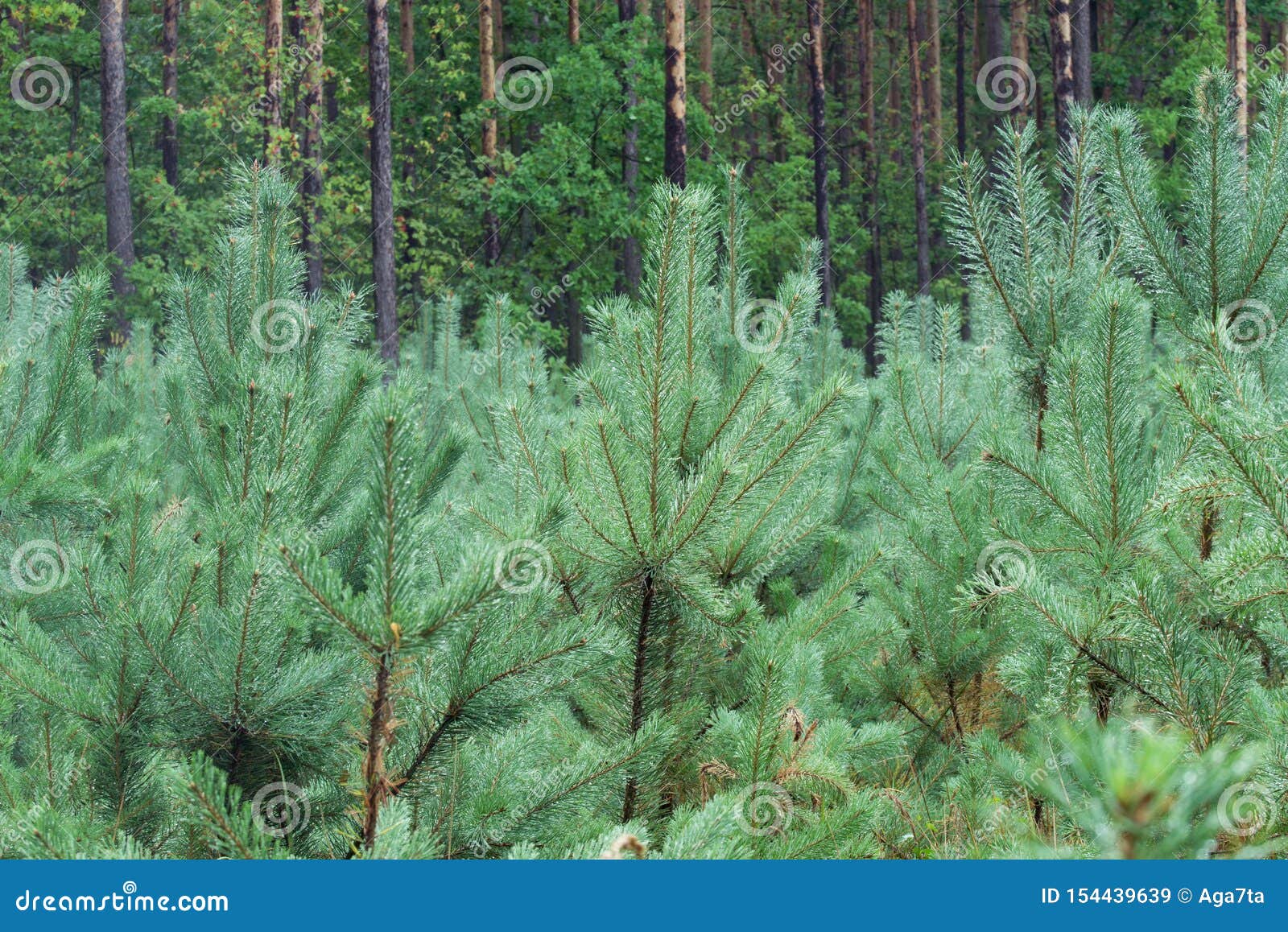 Young Pine Trees Plantation Stock Image - Image of cultivation ...