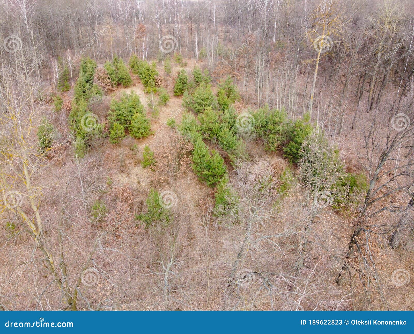 Young Pine Trees Surrounded by Leafless Trees in the Forest, Aerial ...
