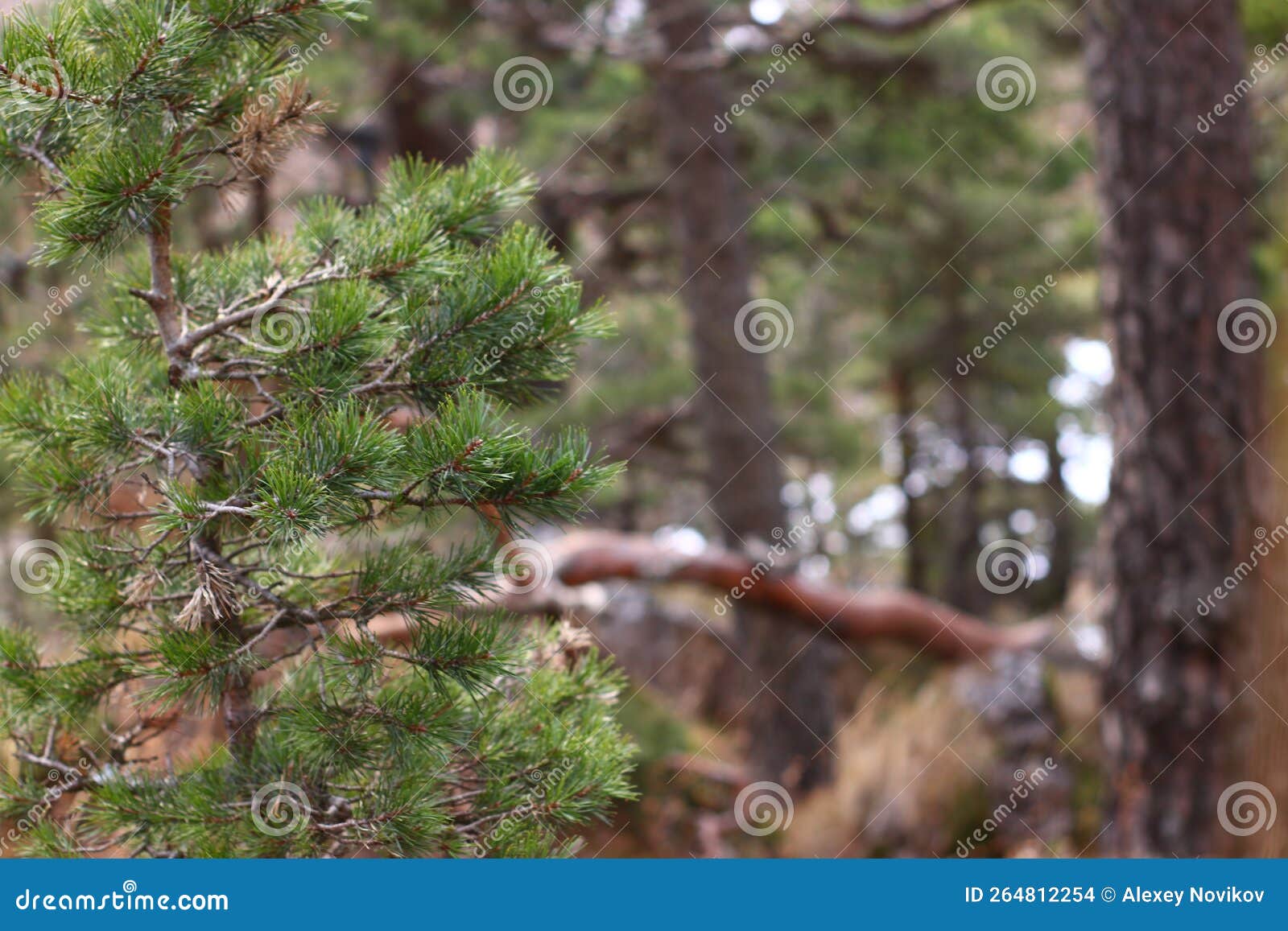 Young pine stock photo. Image of evergreen, deciduous - 264812254