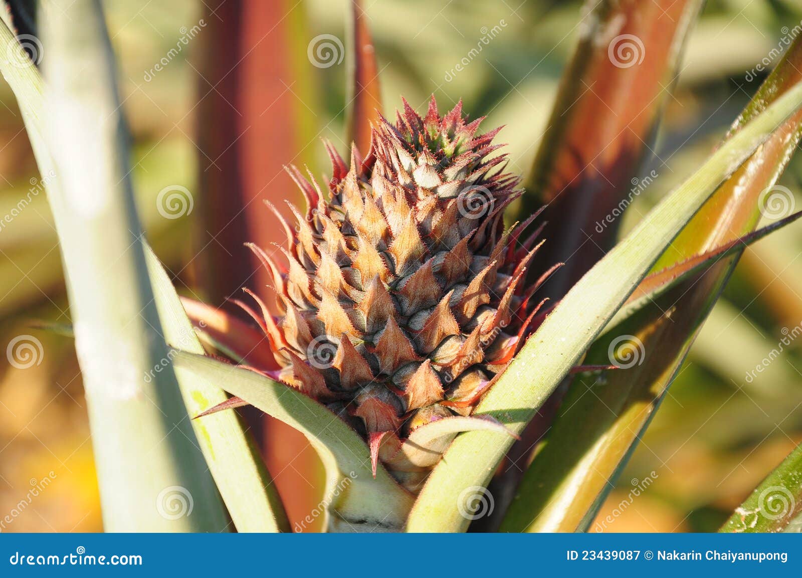 Young Pineapple stock image. Image of natural, gourmet - 23439087