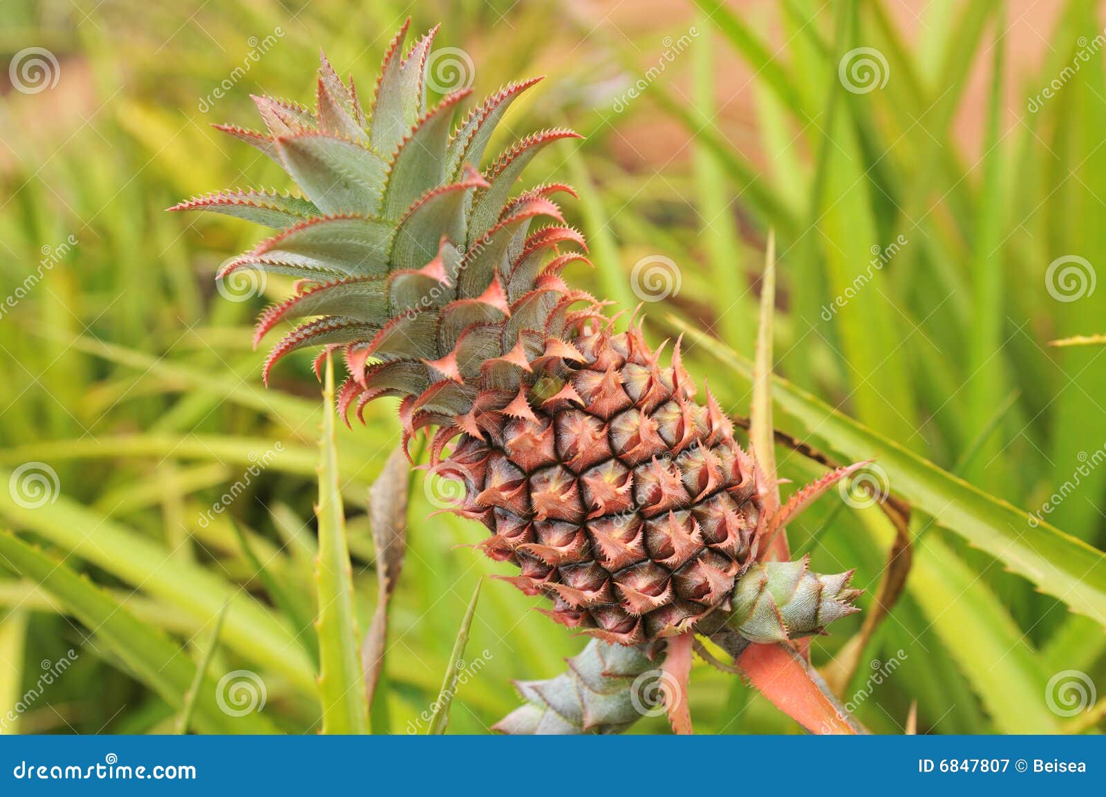 Young Pineapple stock image. Image of oahu, grow, harvest - 6847807