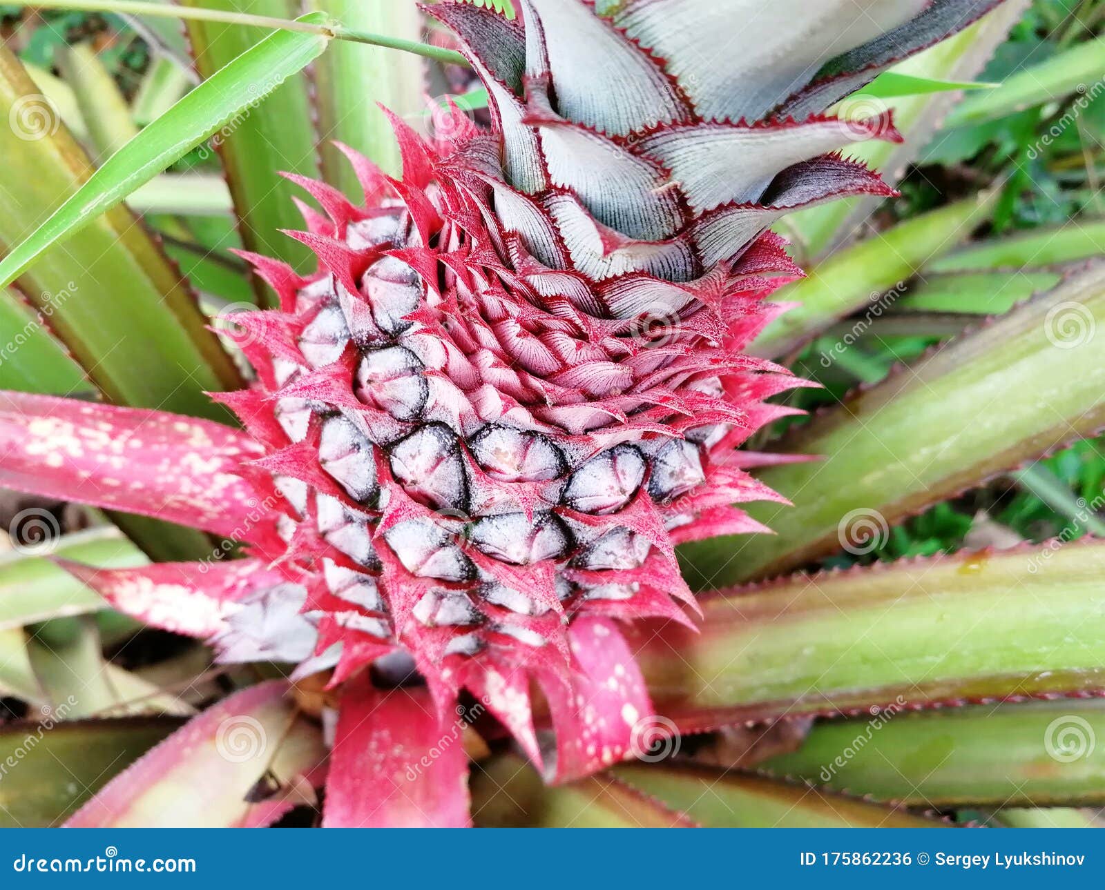 Young Pineapple Grows on the Ground in the Summer on the Plantation ...