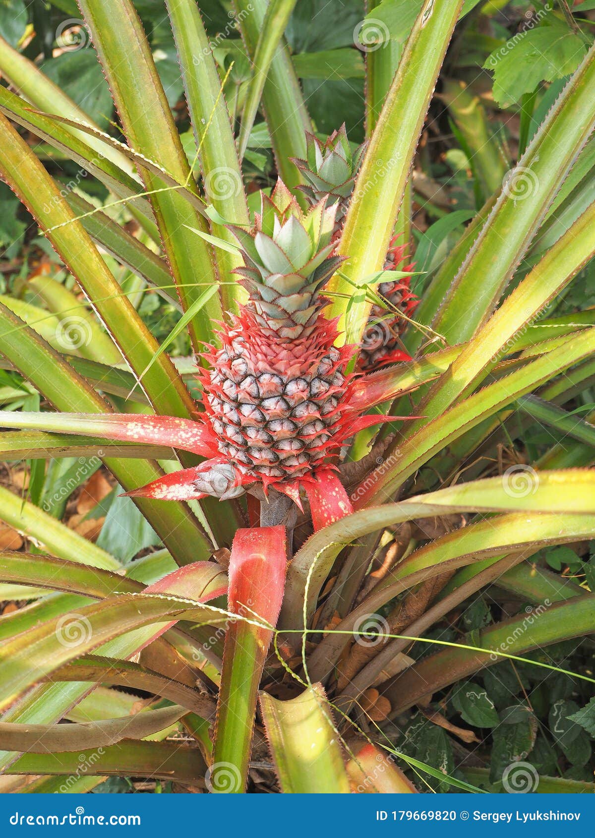 Young Pineapple Grows on the Ground in the Summer Stock Photo - Image ...