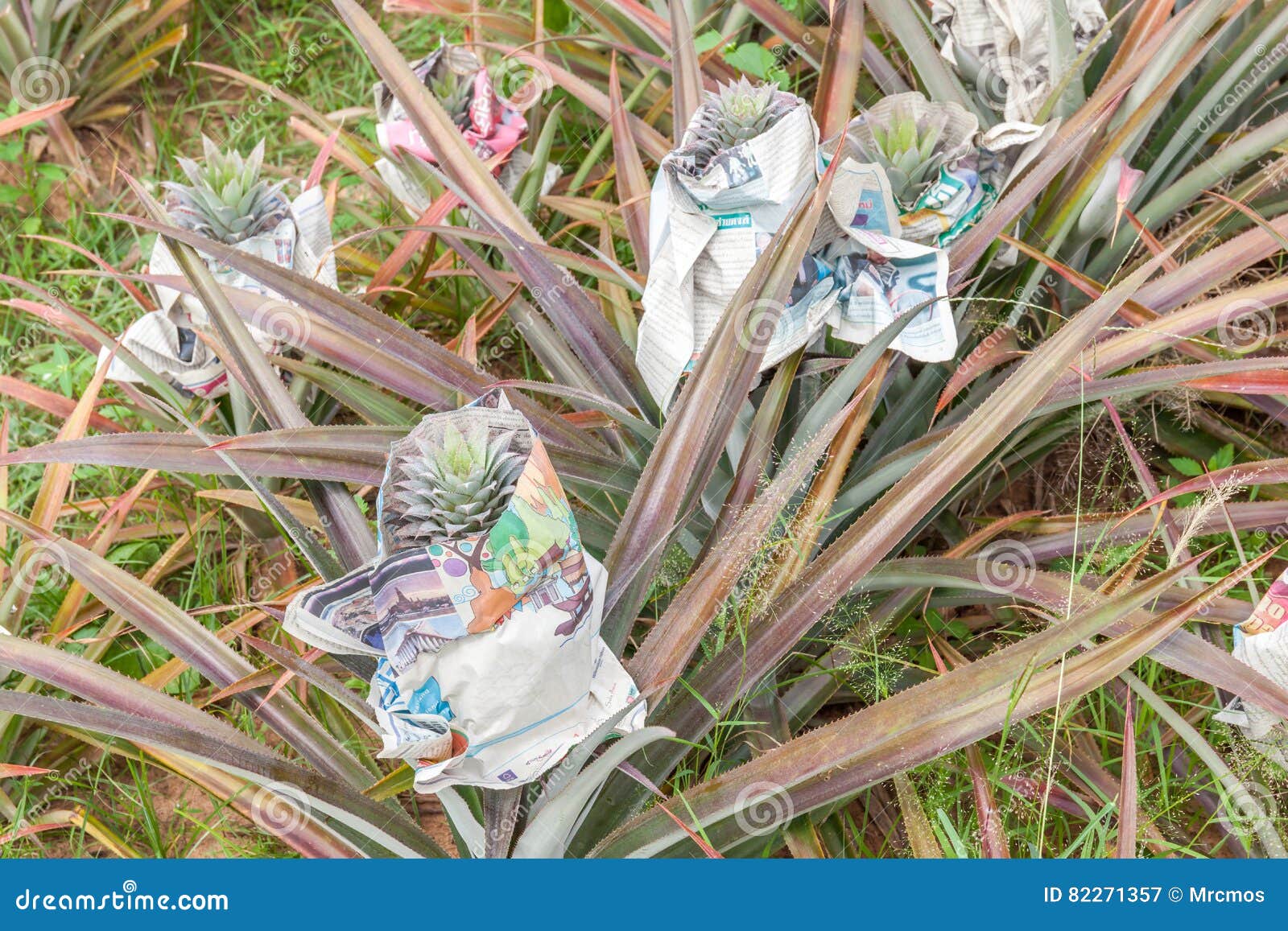 Young Pineapple in Paper Wrapped, Good Protection from Sun Burn. Stock ...