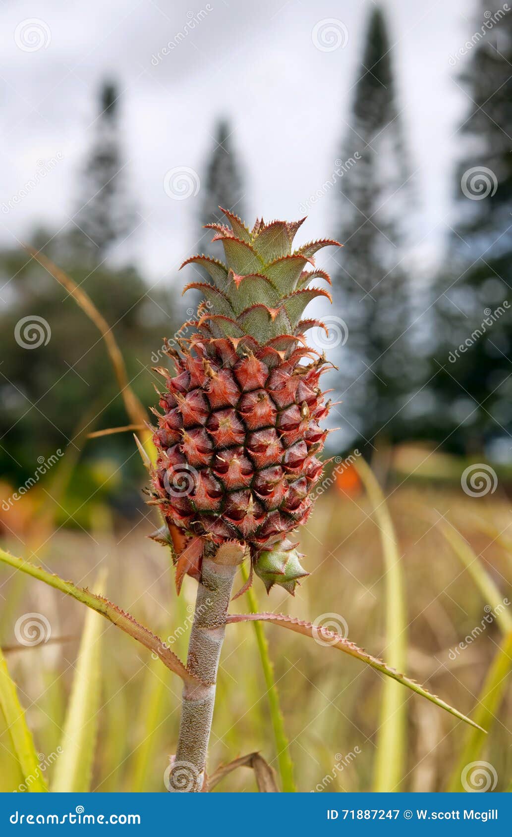 Young Pineapple Plant. stock image. Image of green, fresh - 71887247