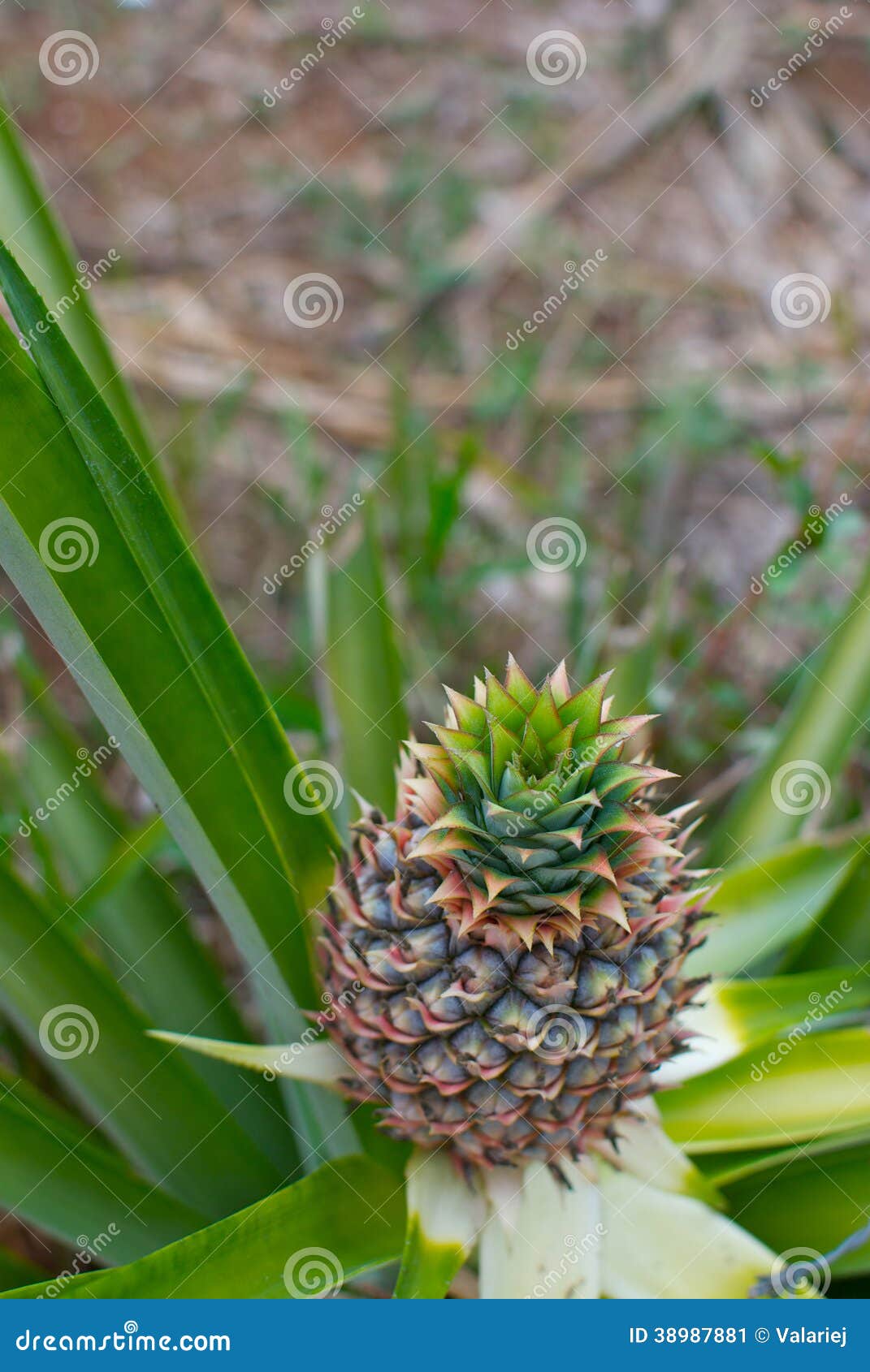 Young Pineapple stock image. Image of growing, small - 38987881