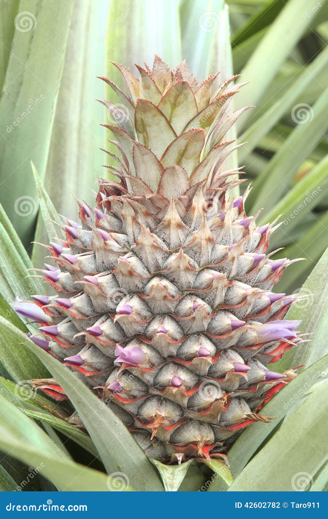 Young pineapple stock photo. Image of farm, field, natural - 42602782