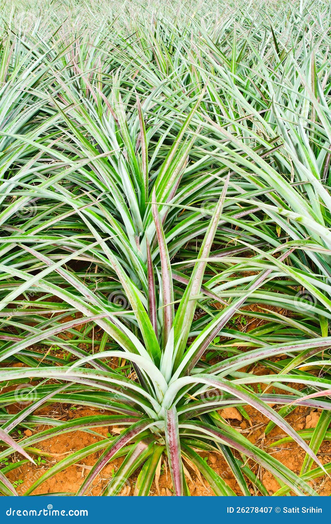 Young Pineapple Tree in Plant Stock Image - Image of juice, diet: 26278407
