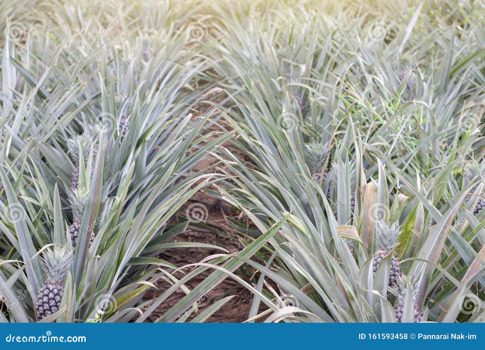 Young Pineapple on Tree in the Farm. Stock Photo - Image of food ...