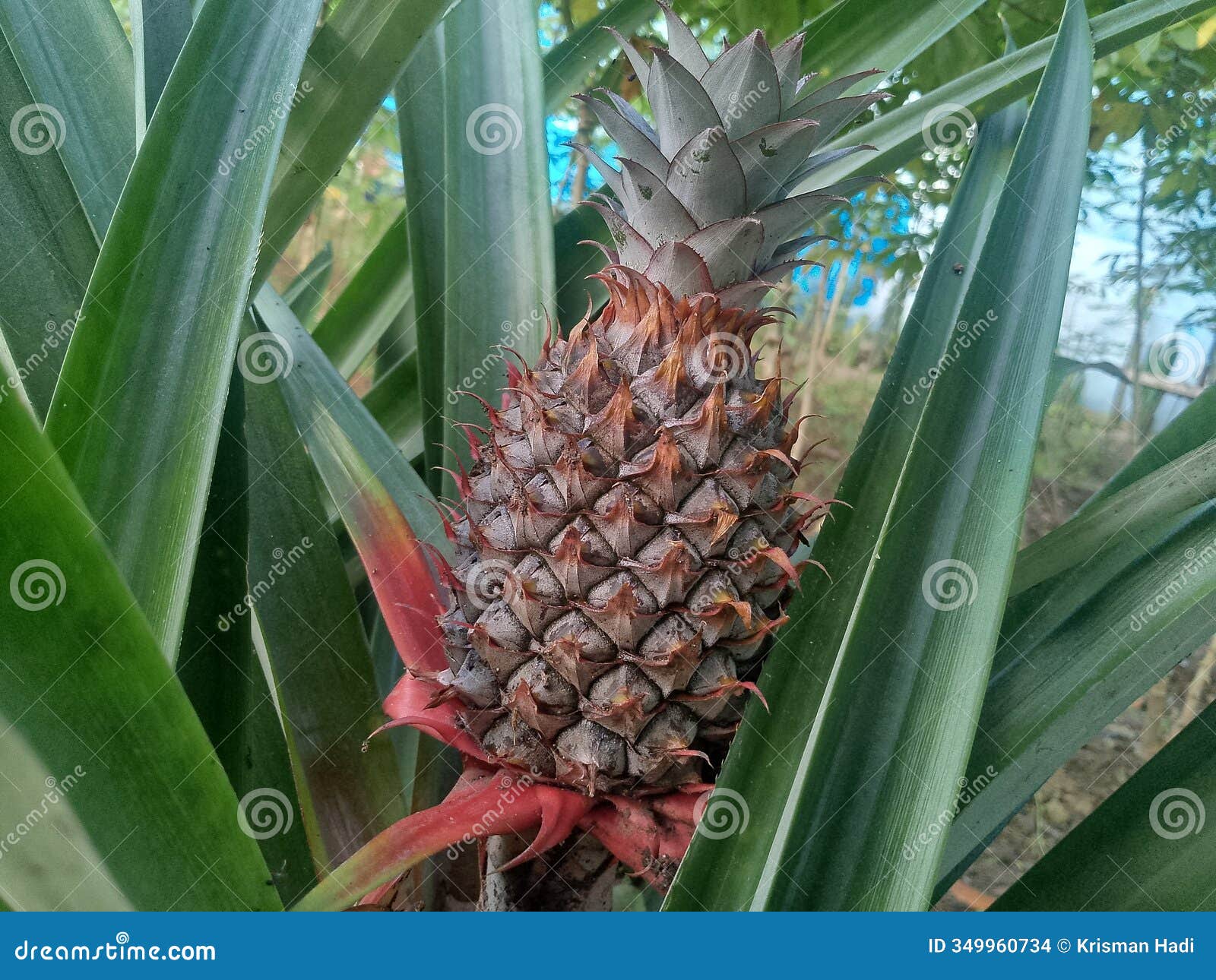 How Do Pineapples Grow.Young Pineapple Growing Tree Stock Photography ...