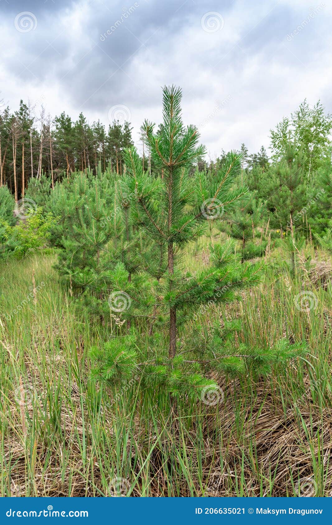 Young pines growing stock image. Image of plant, pine - 206635021