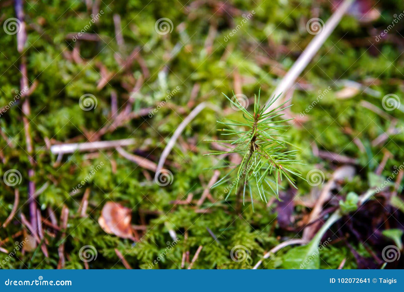 Young Pines Sapling Tree Sprout in Forest Stock Image - Image of grow ...