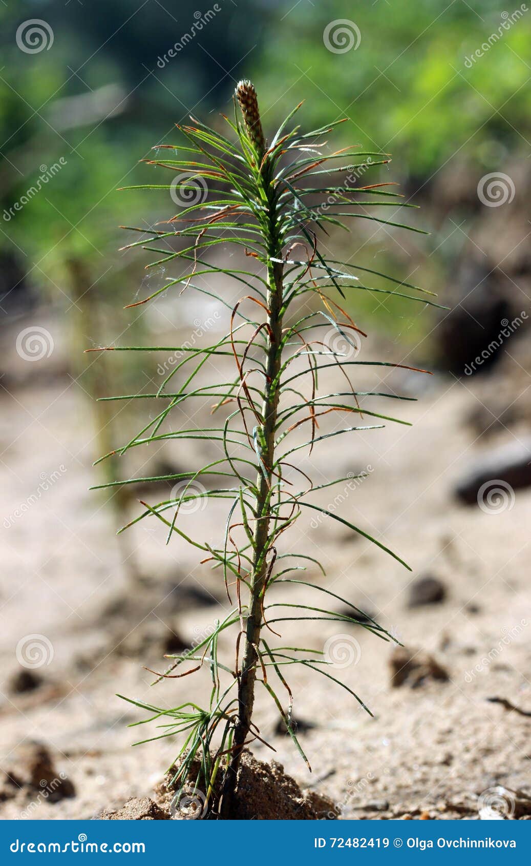Young Pines Sapling Tree Sprout in Spring Forest Stock Image - Image of ...