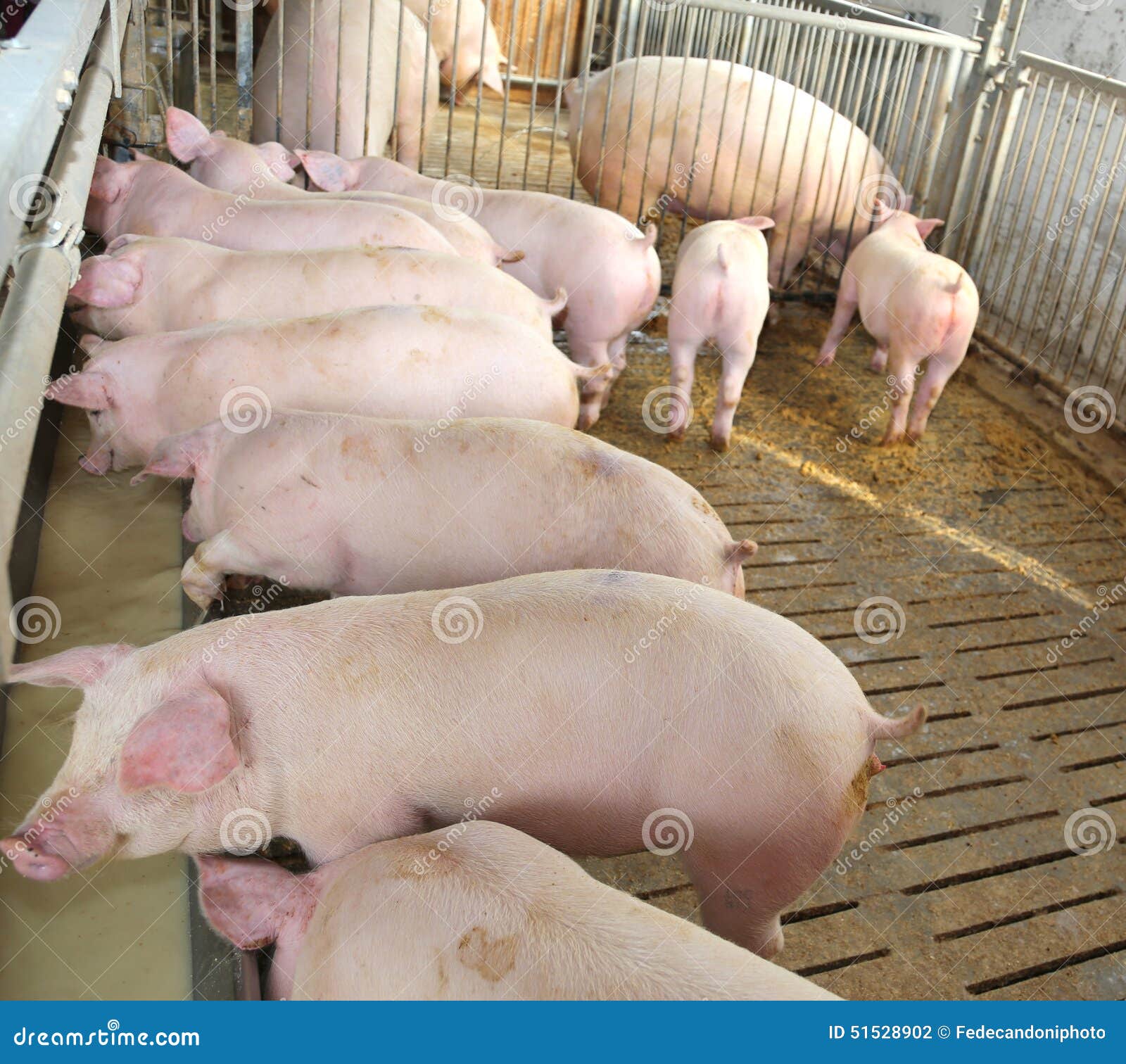 Young Pink Pigs in the Sty of the Farm Stock Photo - Image of ...