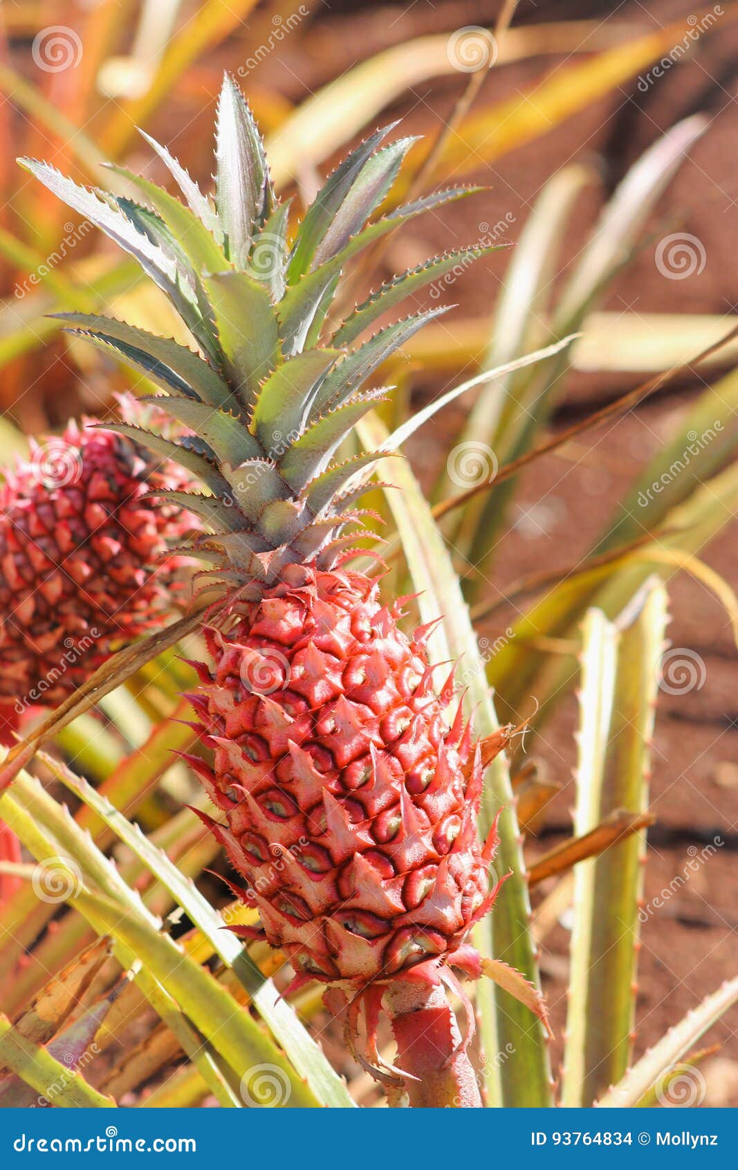 Young Pink Pineapple Ananas Comosus Stock Photo - Image of food ...