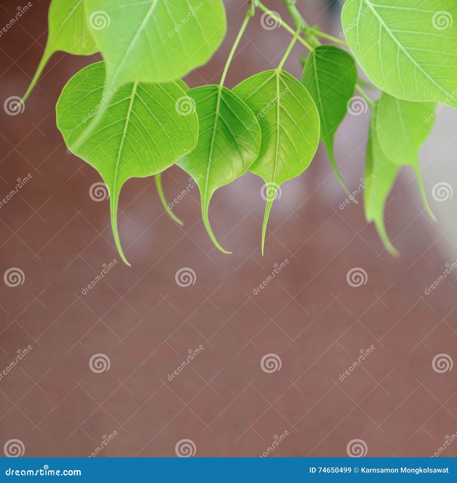 Religion Pipal Tree, Bohhi Leaf, Peepul, Ficus Stock Photo ...