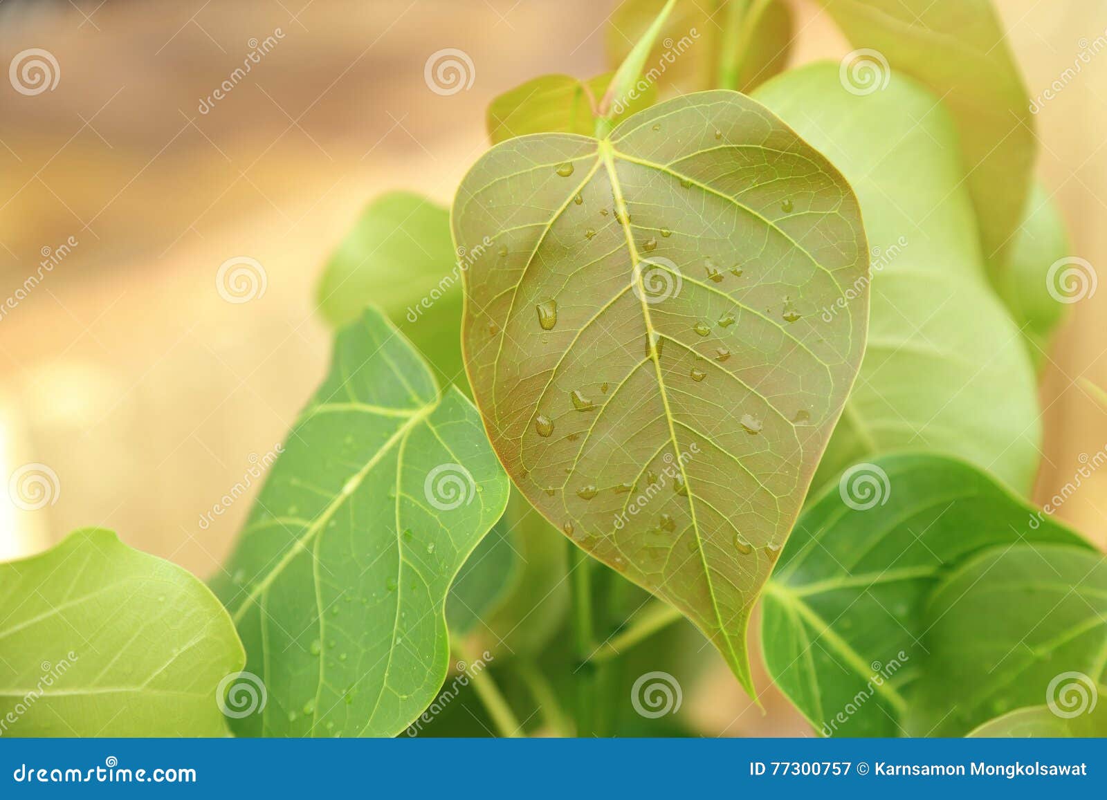 Young Pipal Leaves. Green Leaf Spring Scene Natural Background Stock ...
