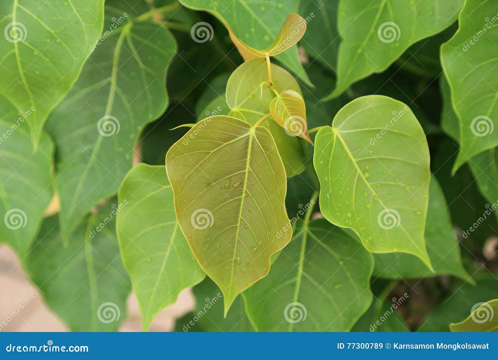 Young Pipal Leaves. Green Leaf Spring Scene Natural Background Stock ...