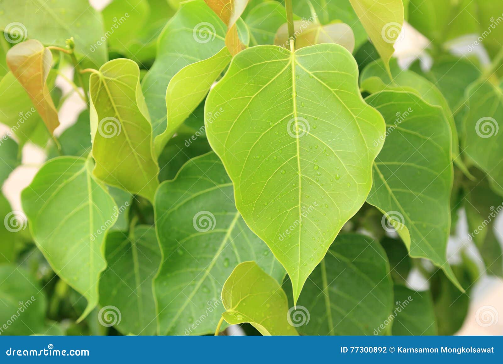 Young Pipal Leaves. Green Leaf Spring Scene Natural Background Stock ...