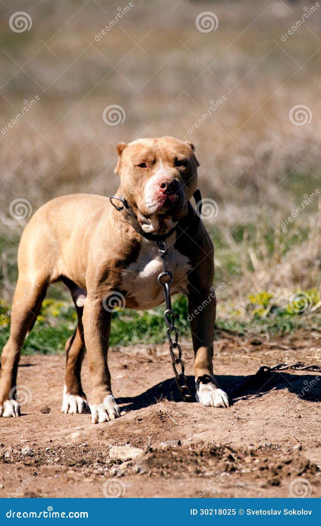 Pit bull guard stock image. Image of tied, male, dangerousdog - 30218025