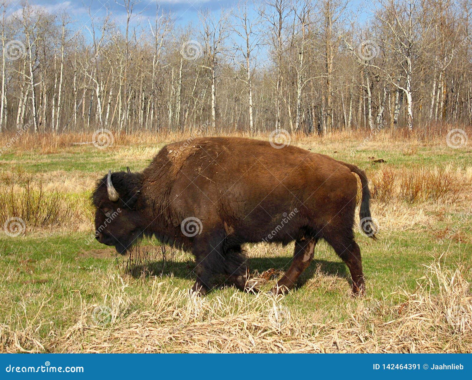Young Plains Bison in Evening Light, Elk Island National Park, Alberta ... Young Plains Bison in Evening Light, Elk Island National Park, Alberta ...