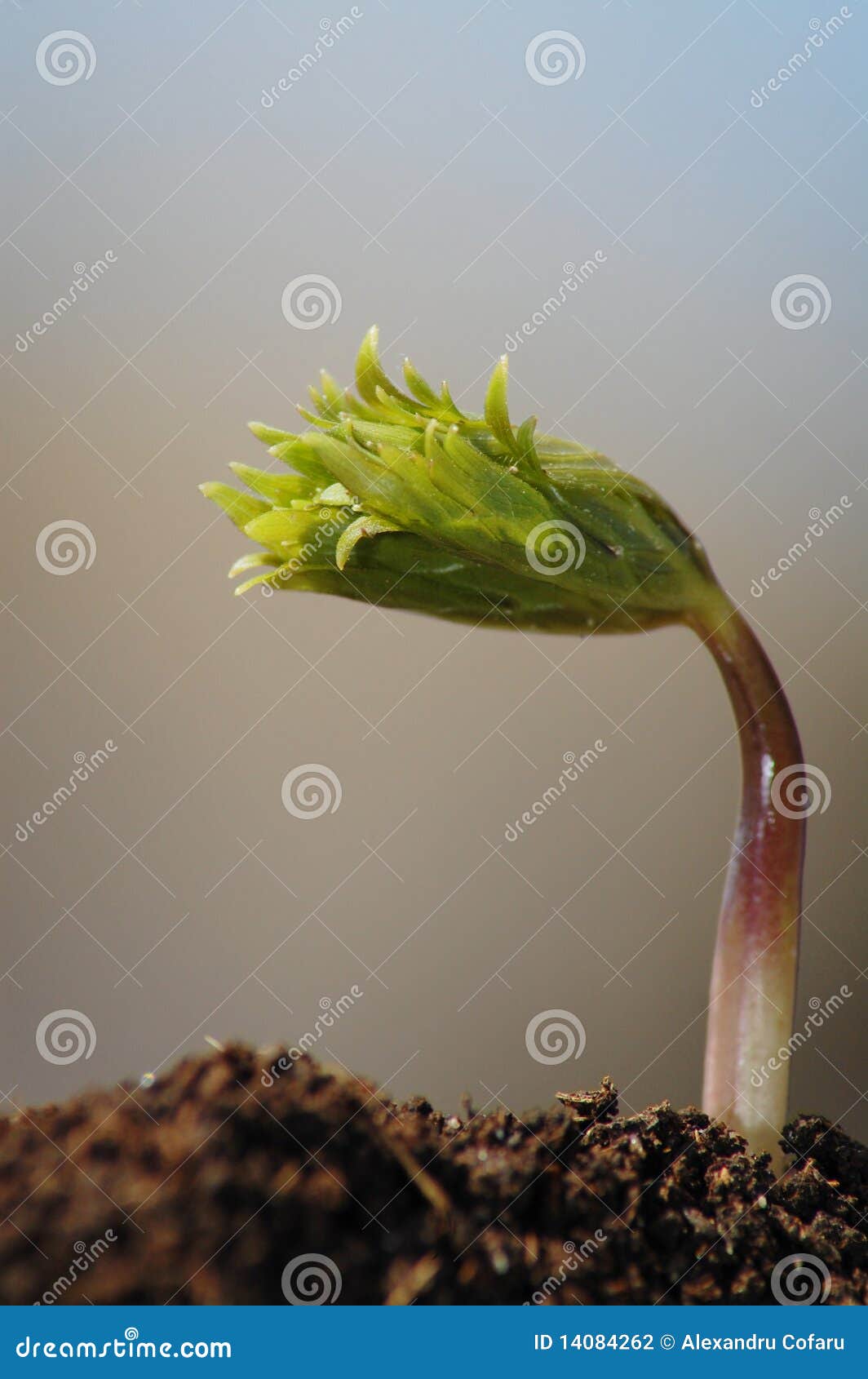 Young plant stock photo. Image of leaf, herb, gardening - 14084262