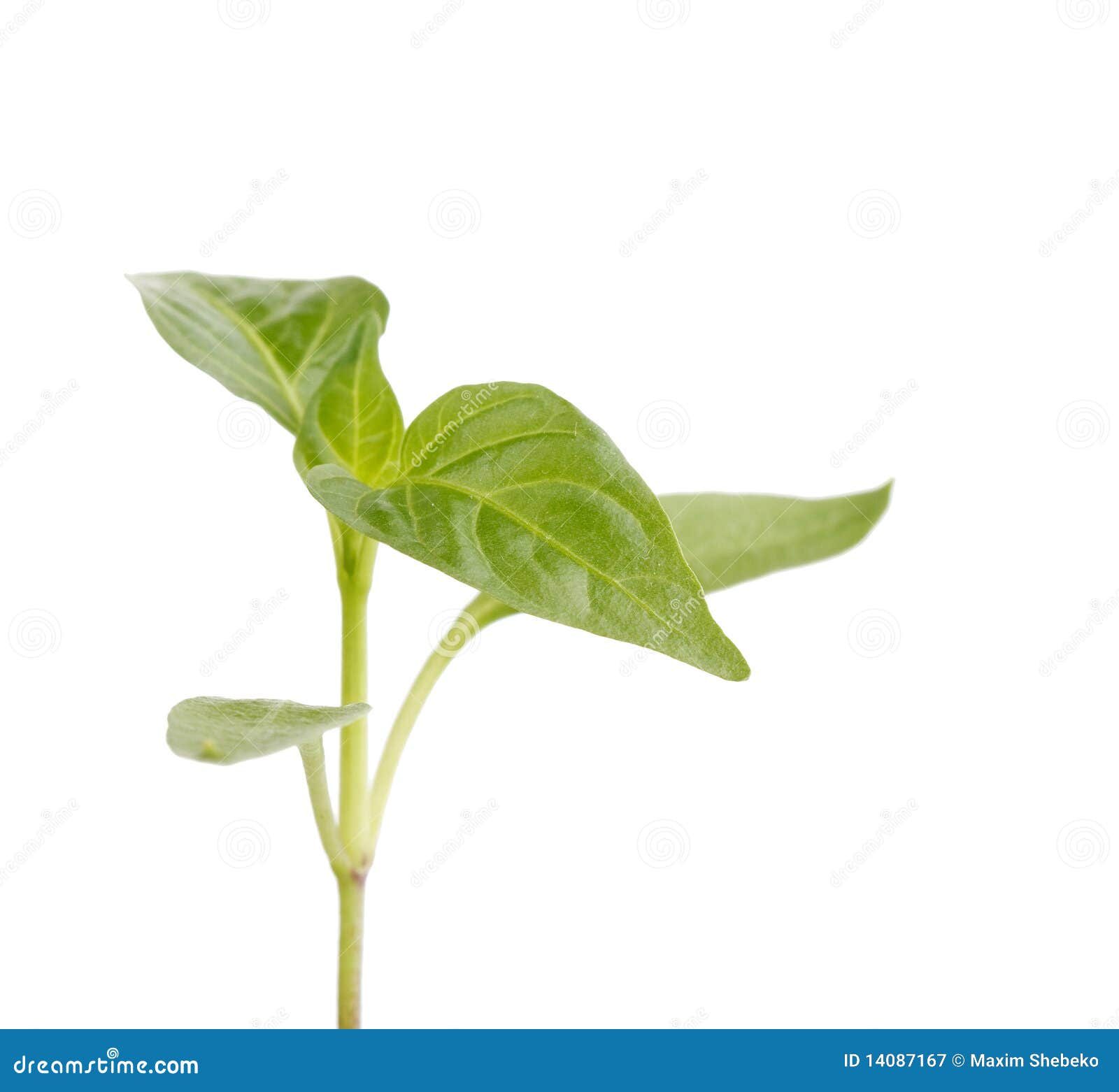 Young plant stock image. Image of spring, beginning, sprout - 14087167