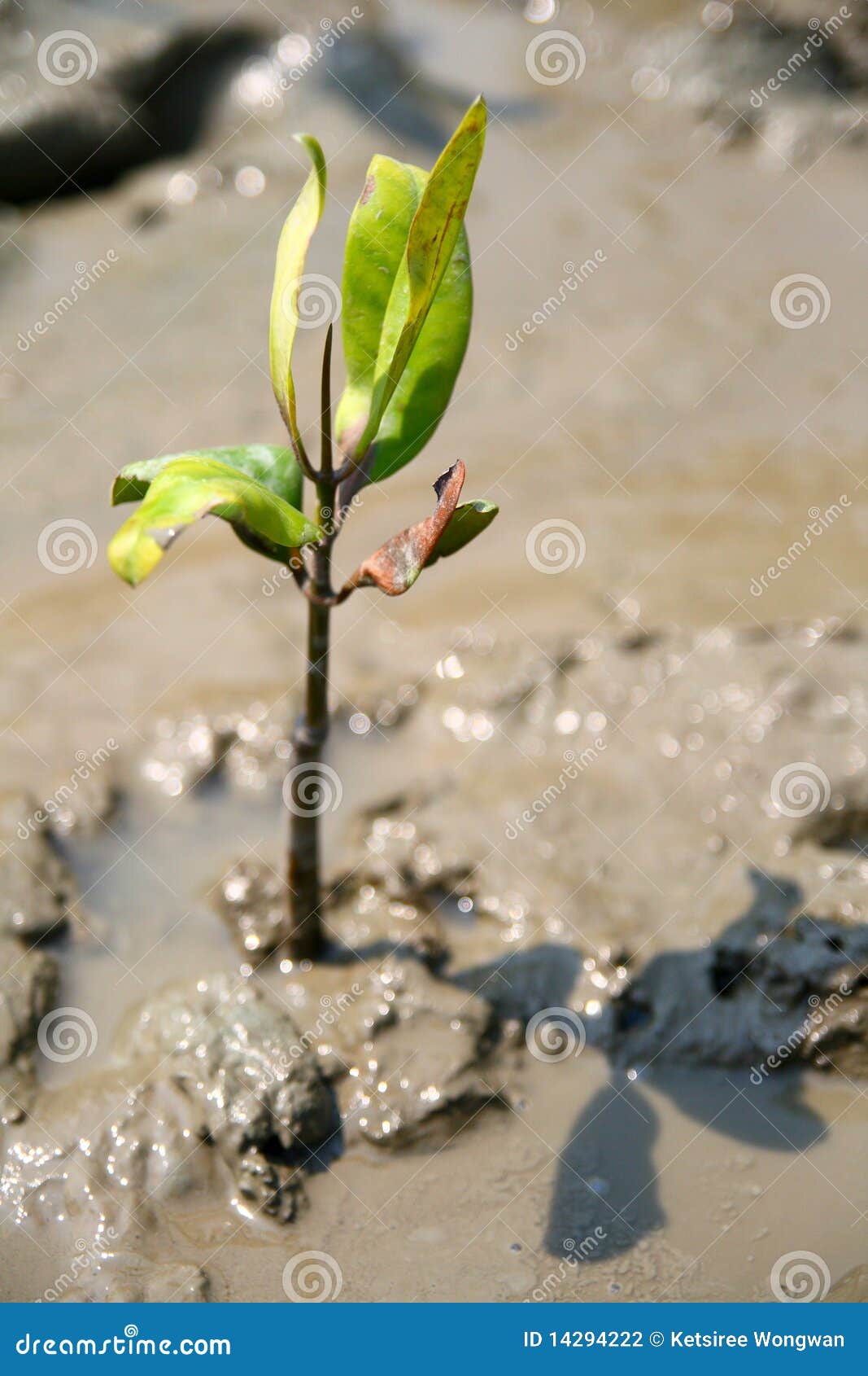 Young plant stock photo. Image of climate, blue, mangrove - 14294222