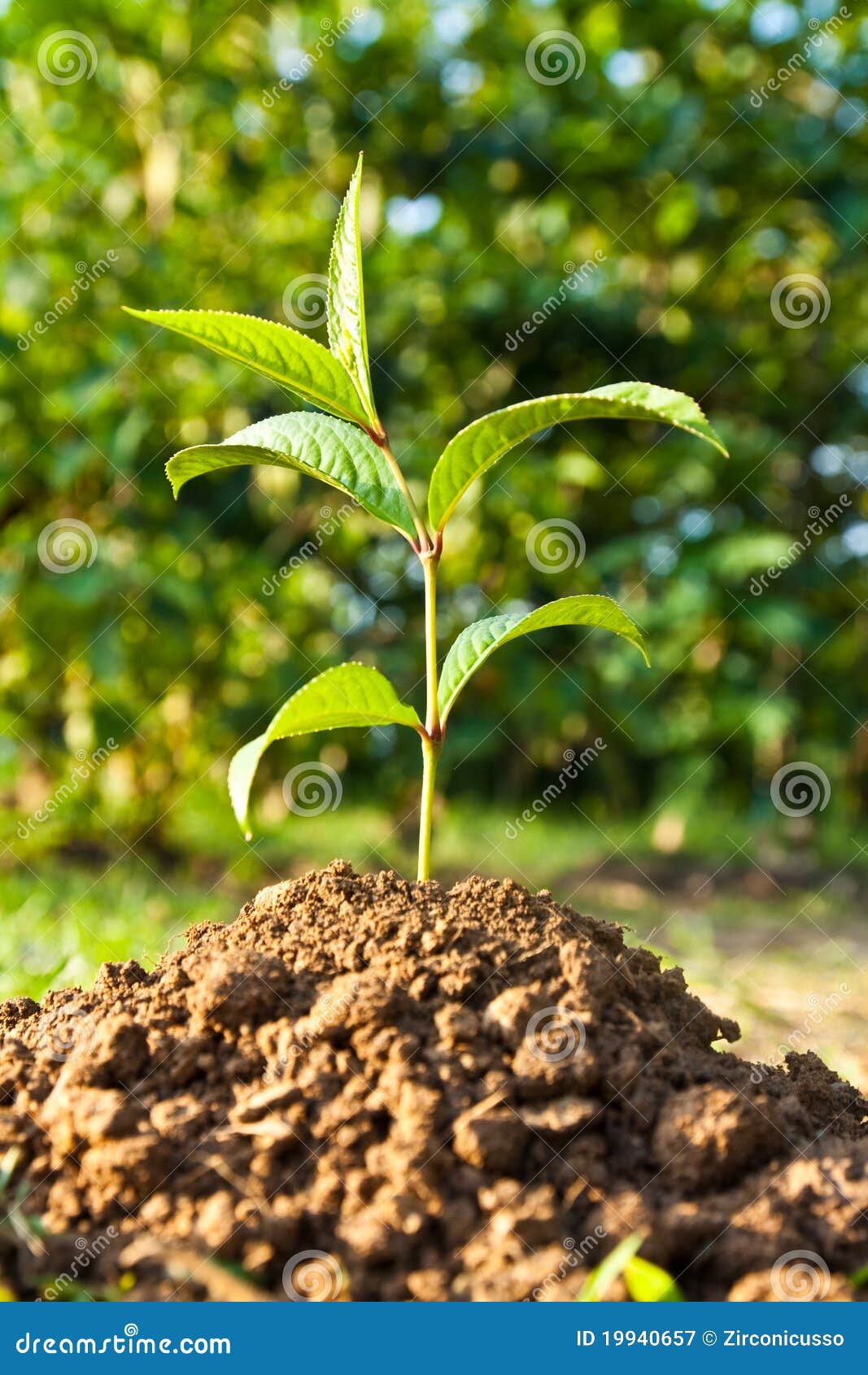 Young plant stock image. Image of ideas, ecology, isolated - 19940657
