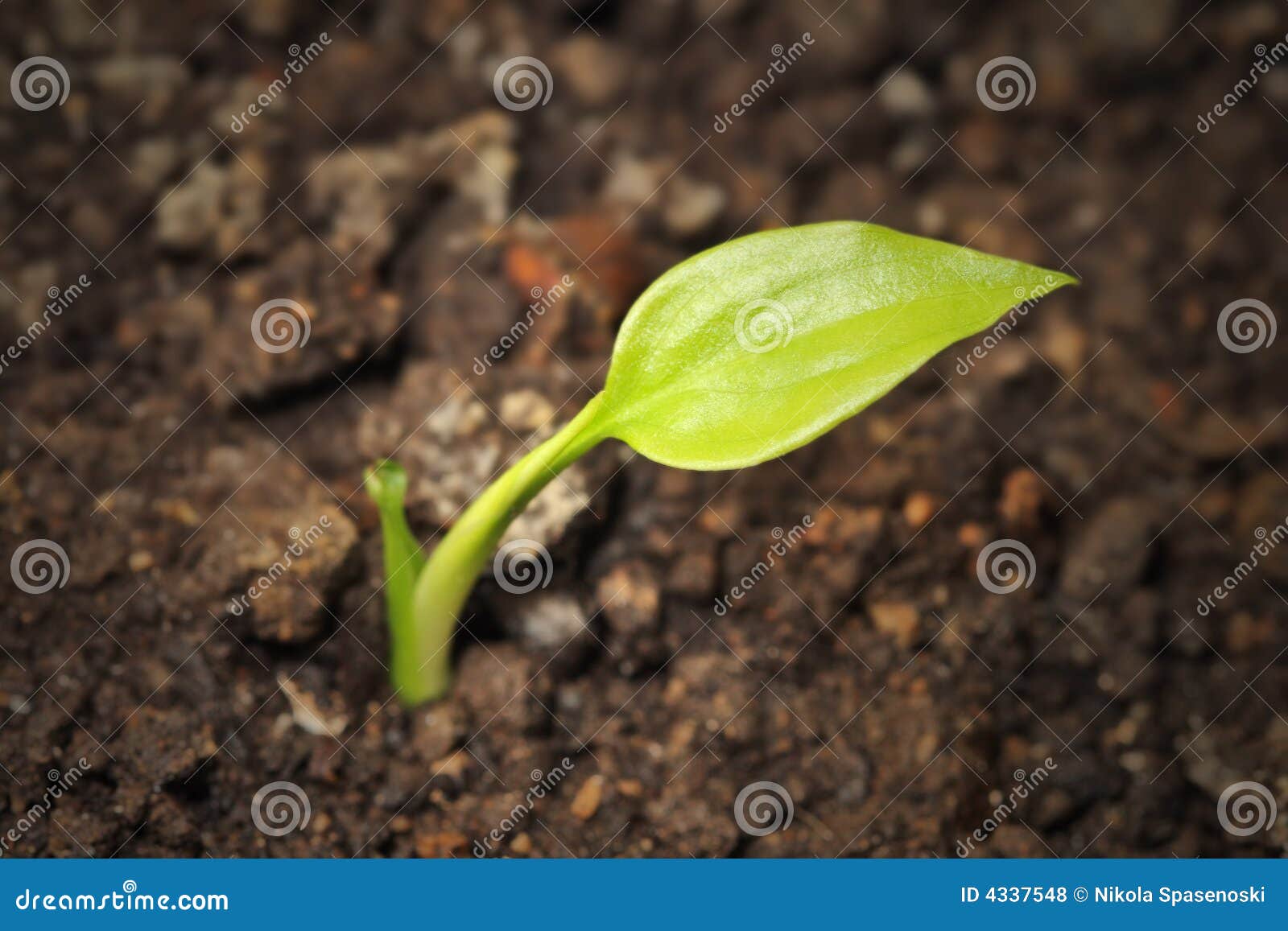 Young plant stock photo. Image of fresh, born, immature - 4337548