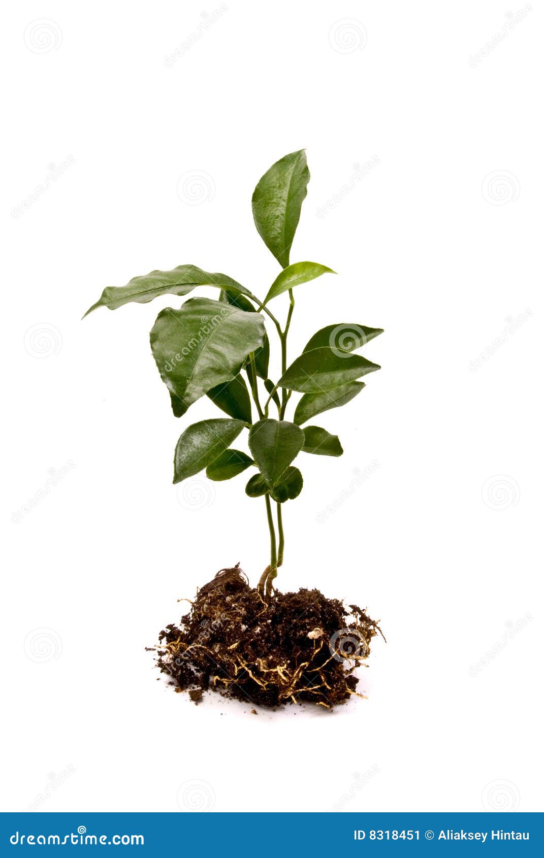 Young plant stock image. Image of growing, conservation - 8318451