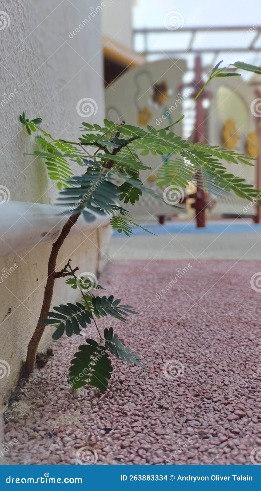 Young Plant of Acacia Concinna Plant Stock Photo - Image of concinna ...