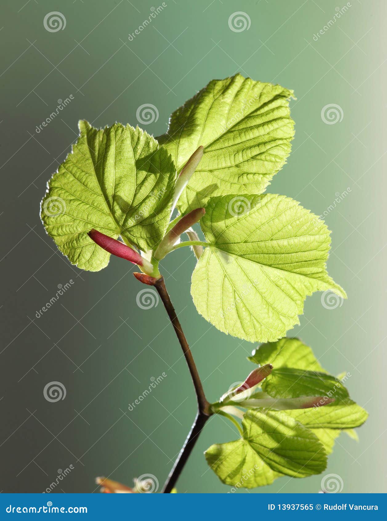 Young Plant Budding in Spring Stock Image - Image of buds, colour: 13937565
