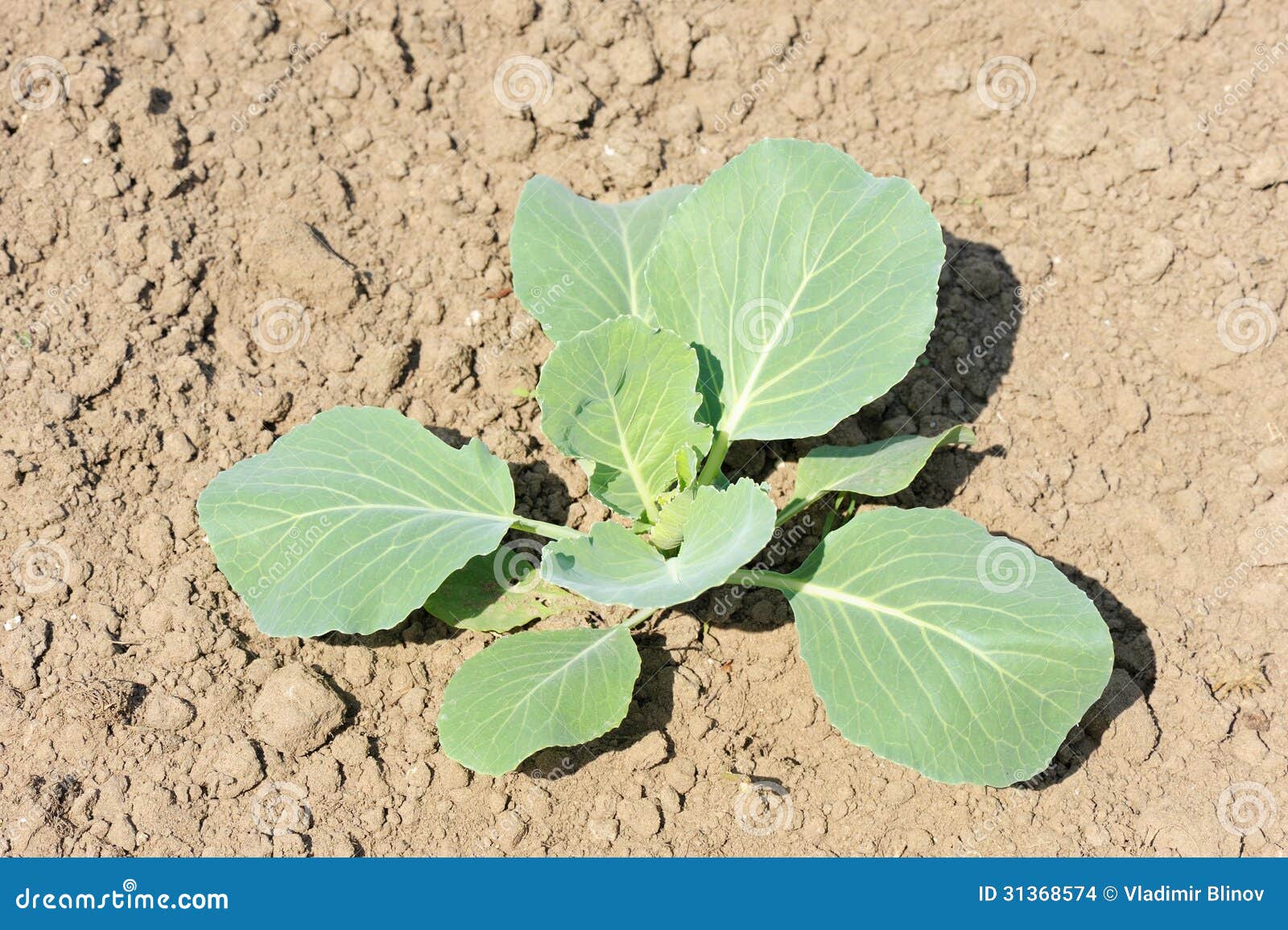 Young plant of cabbage stock photo. Image of sprout, brown - 31368574