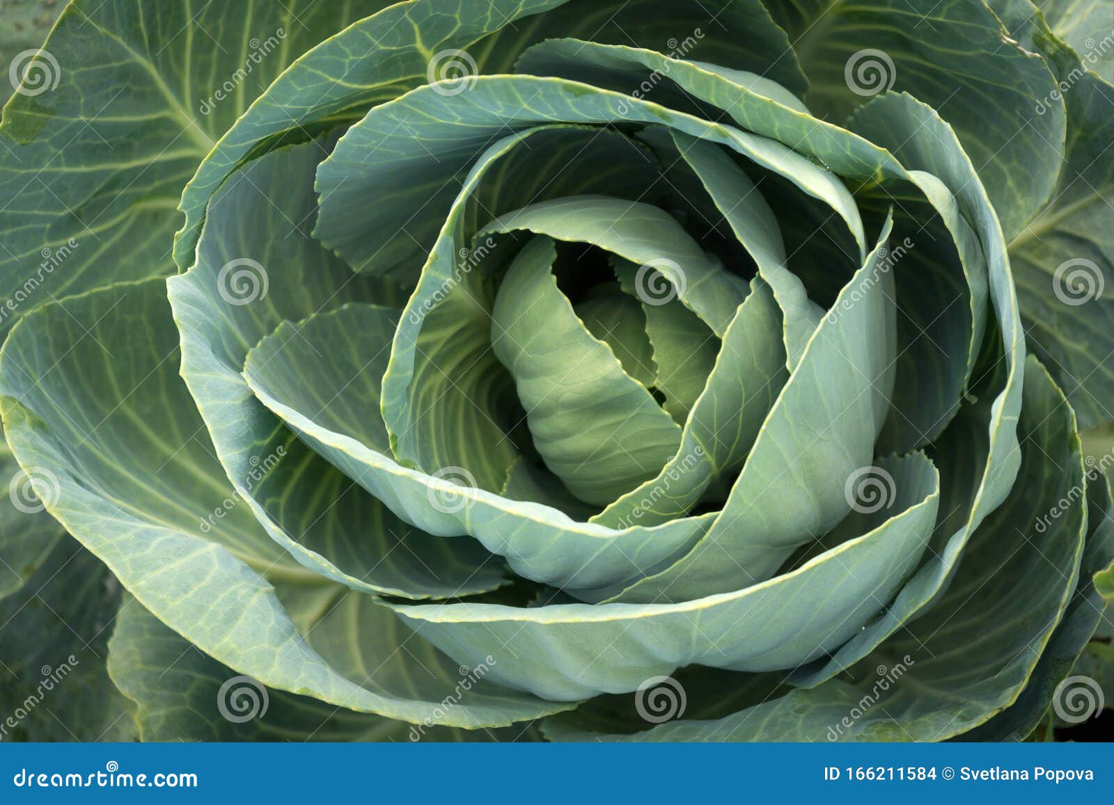 Young Plant of Cabbage, with Small Leaves Surrounding the Central ...