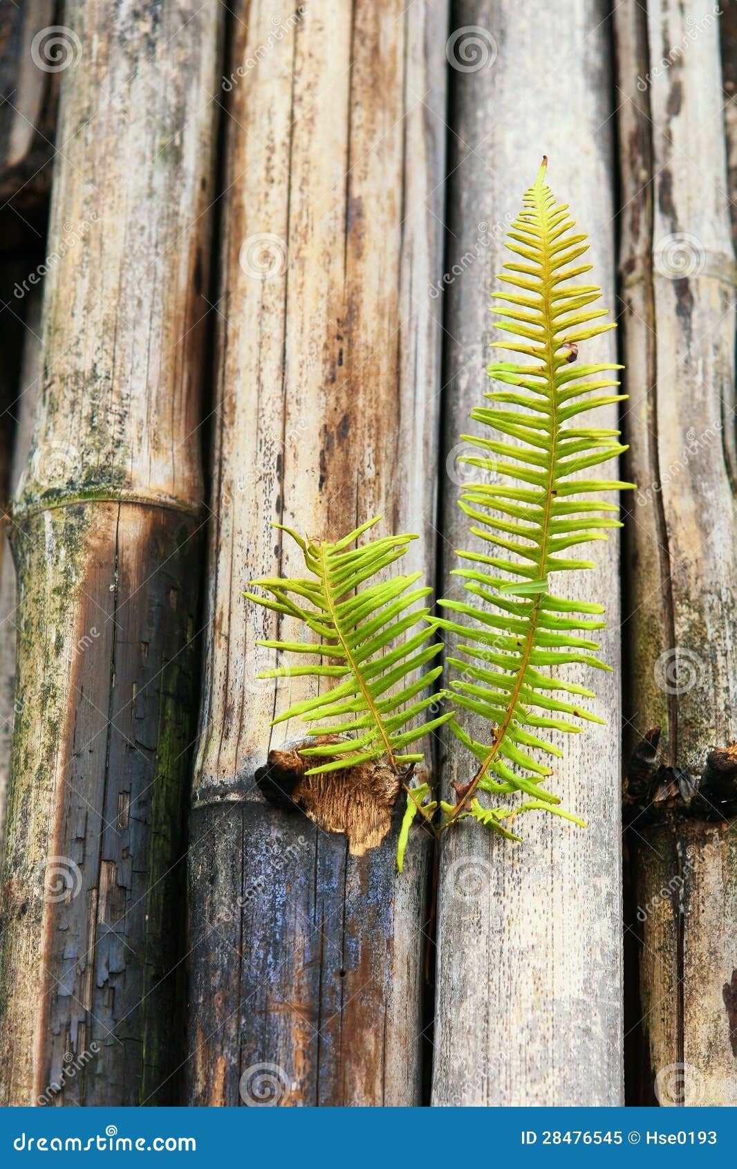 Young Plant and Decaying Bamboo Stock Image - Image of green, hope ...