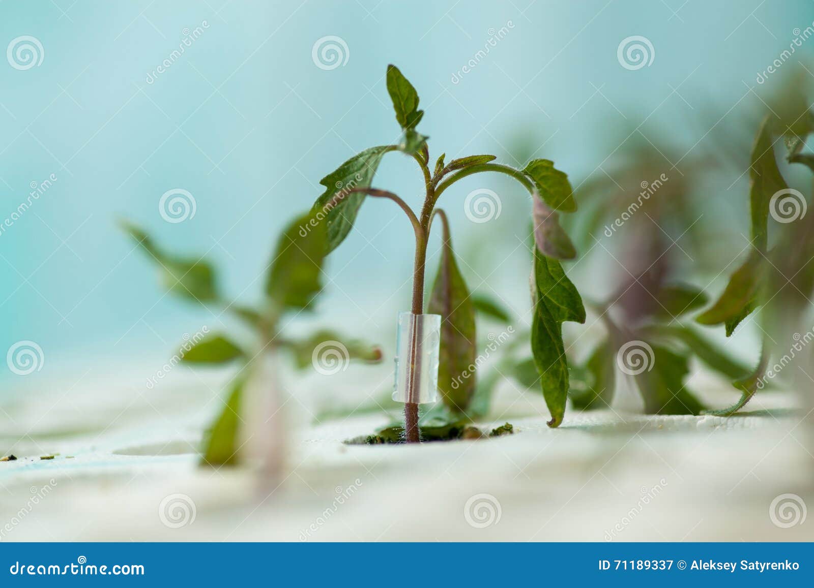 Young Plant Engraftment in Greenhouse. Graft Concretion. Stock Image ...