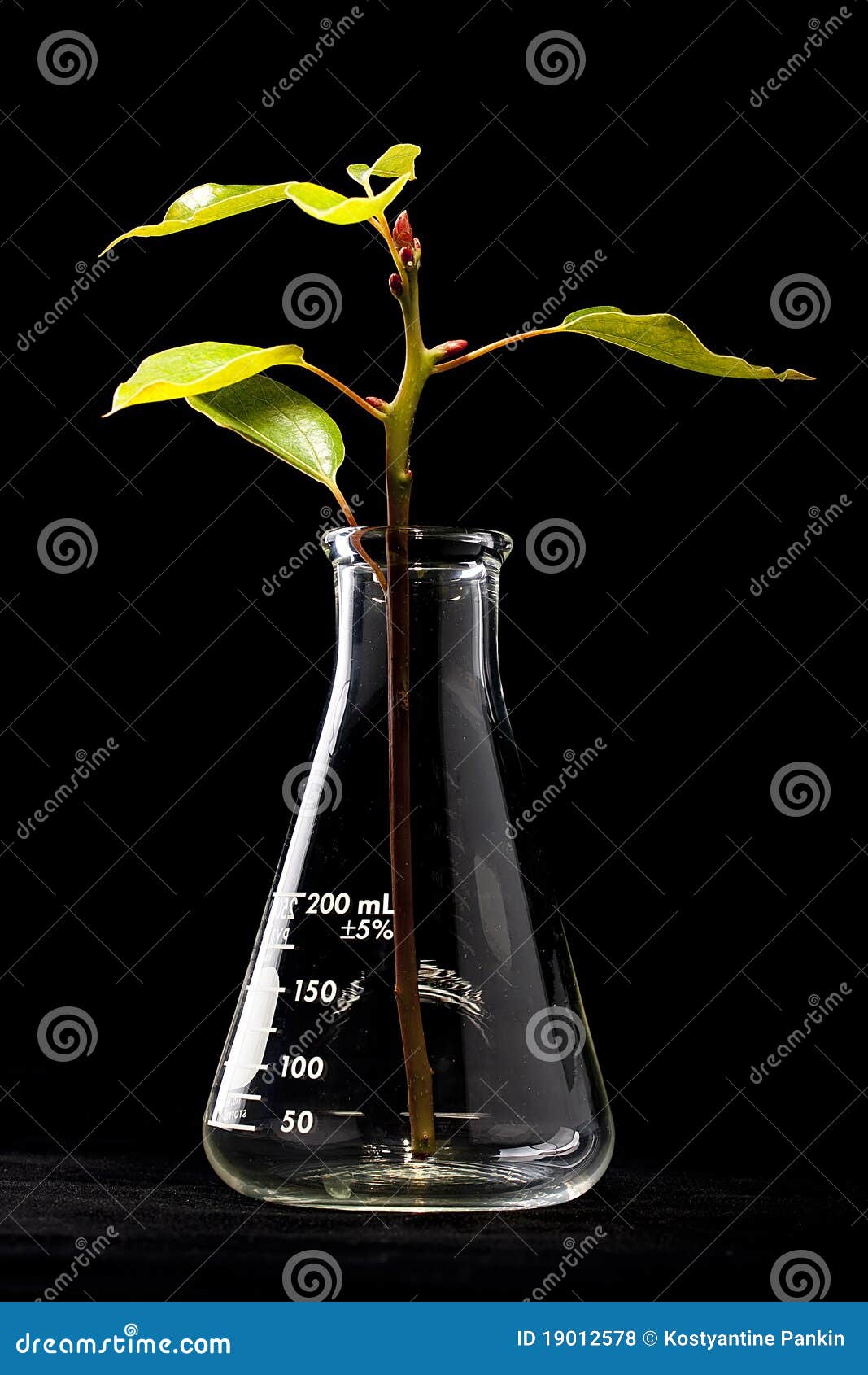 Young plant and flask stock photo. Image of branch, research - 19012578
