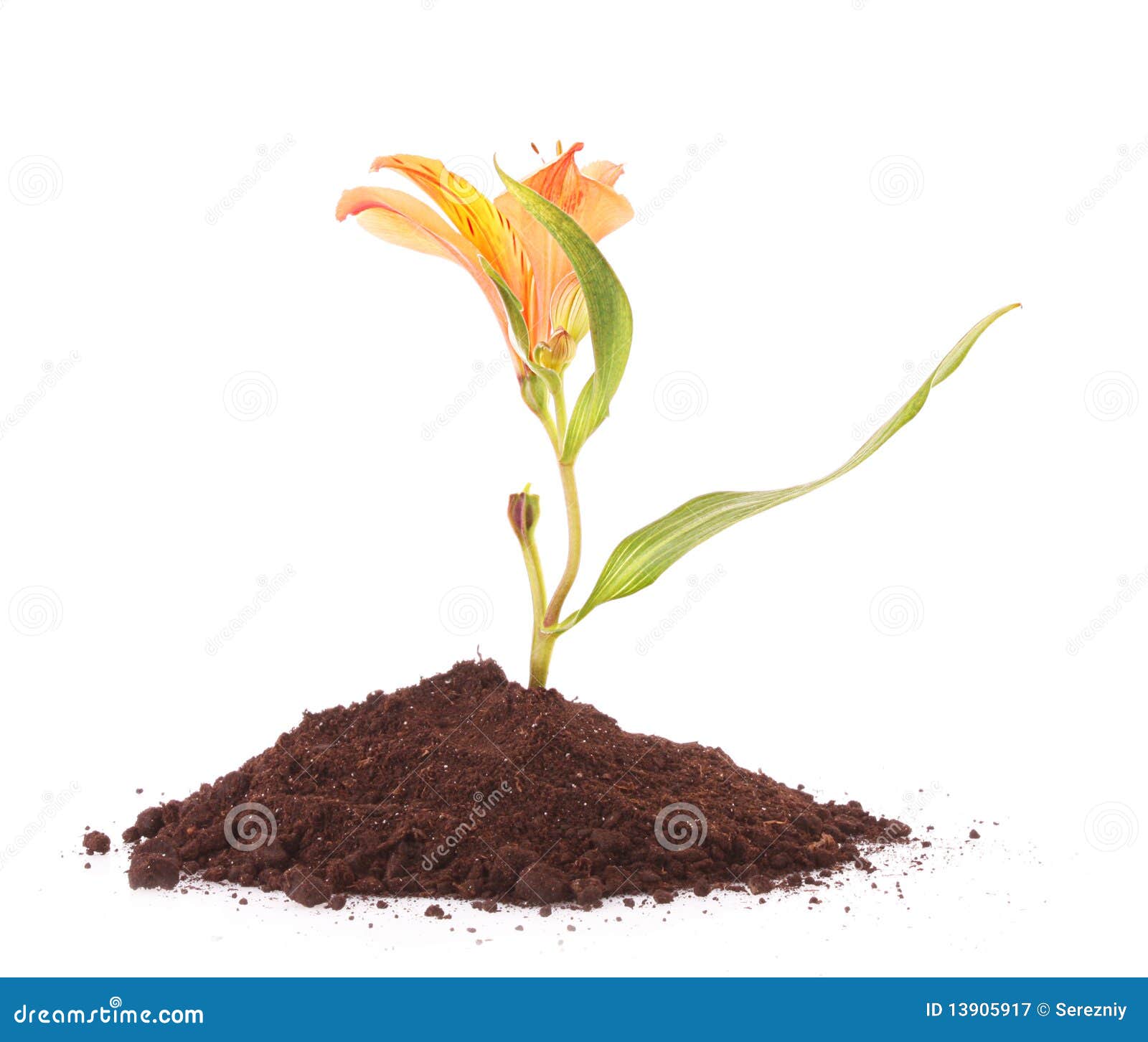 Young Plant with Flower in Ground Isolated Stock Image - Image of ...