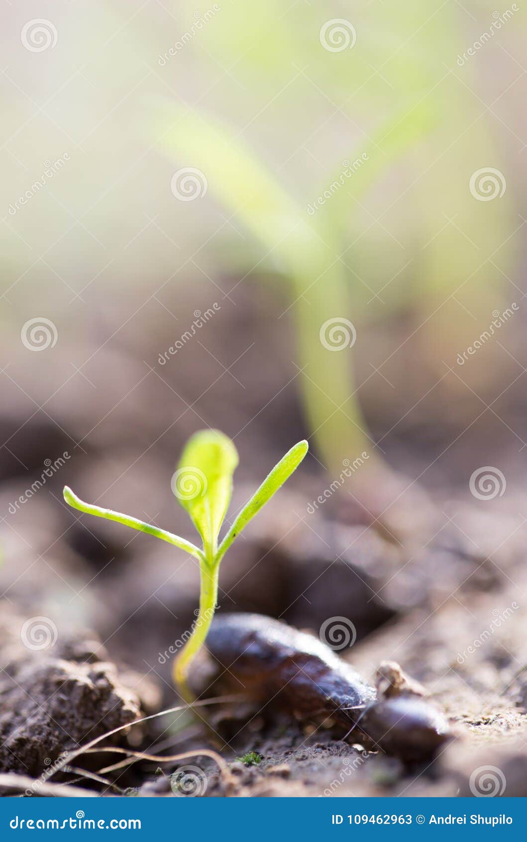 Young Plant in the Ground Outdoors. Macro Stock Image - Image of plant ...