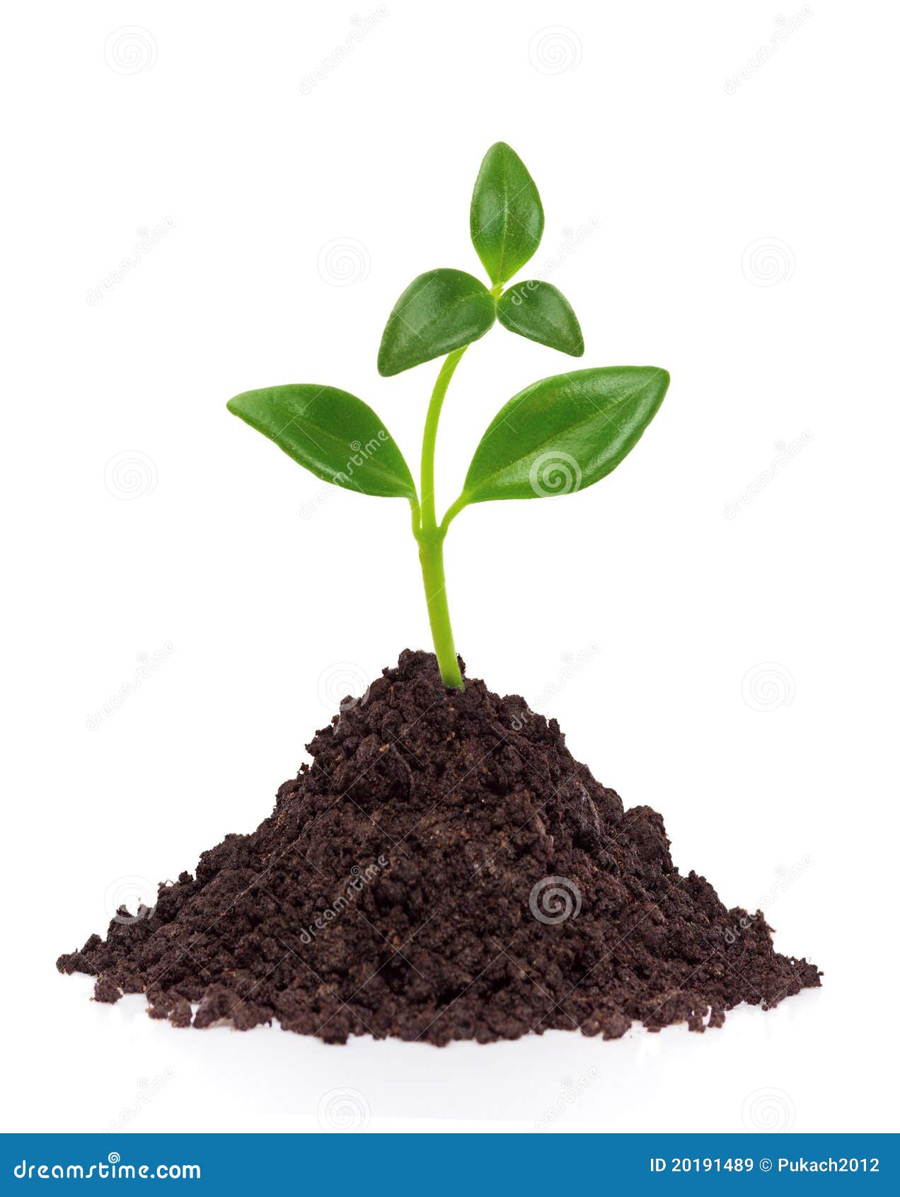 Young Plant in Ground Over White Stock Image - Image of care ...