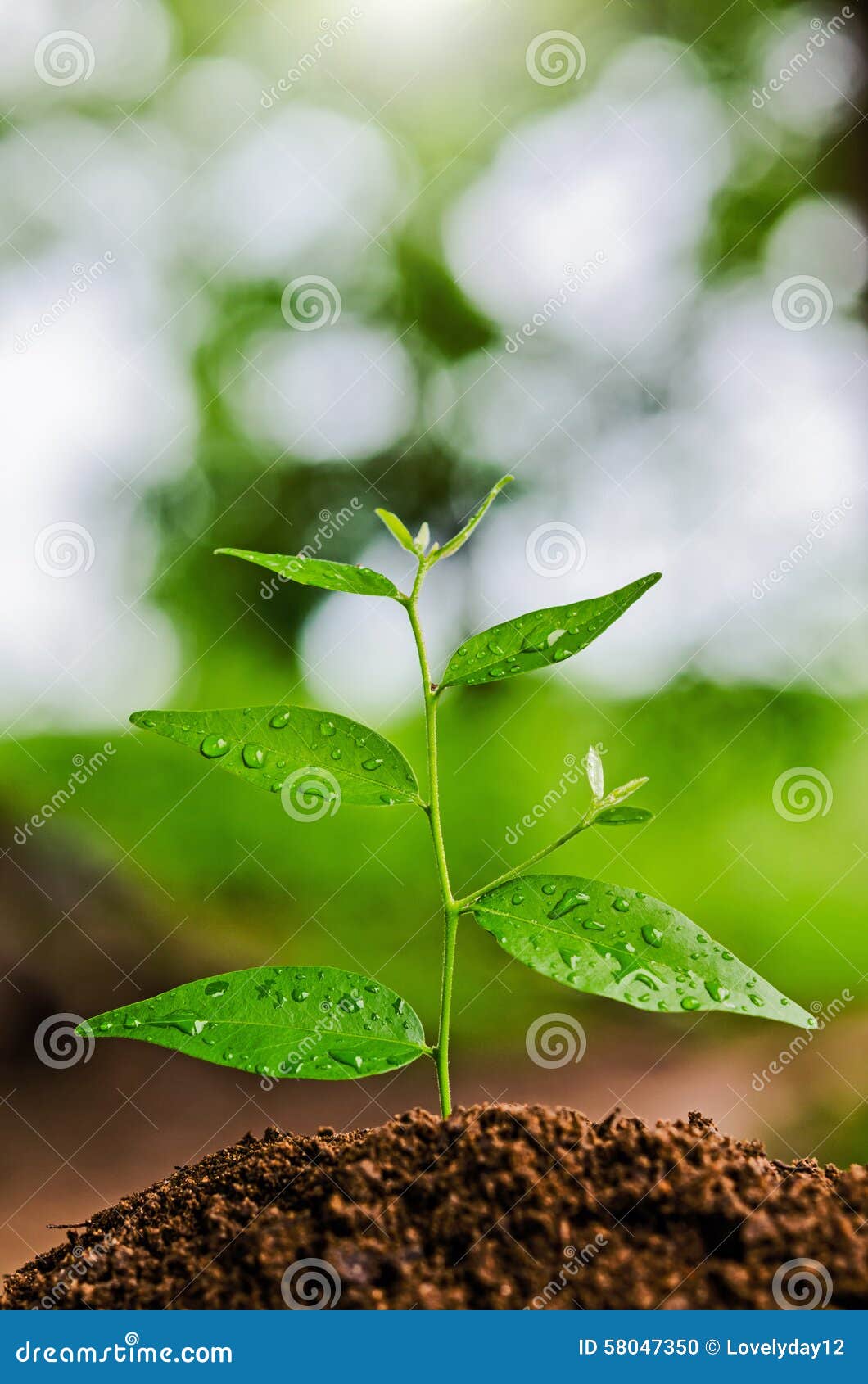 Young plant grow stock photo. Image of root, ground, growth - 58047350