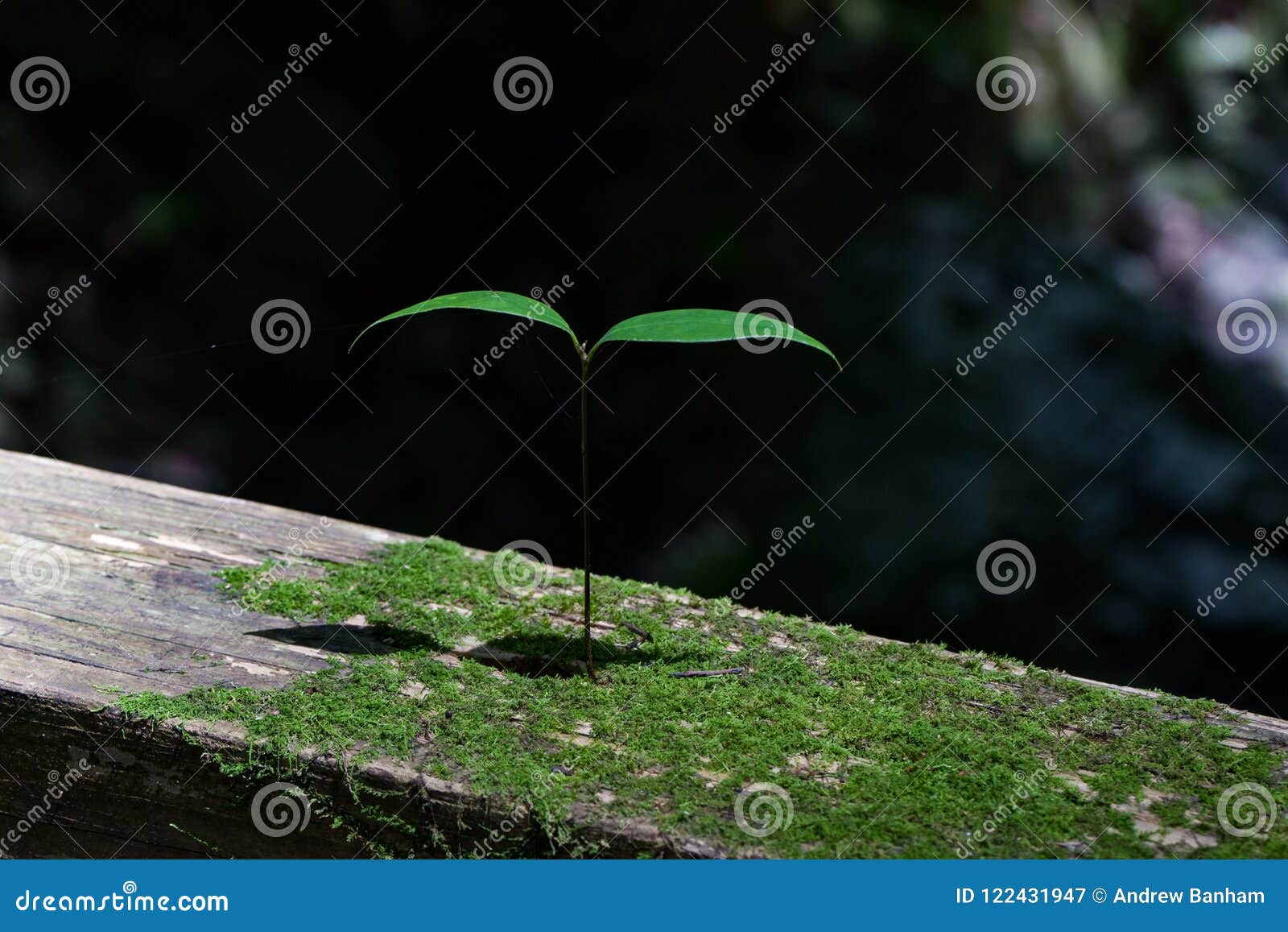 Plant Growing through Timber Stock Image - Image of timber, growing ...